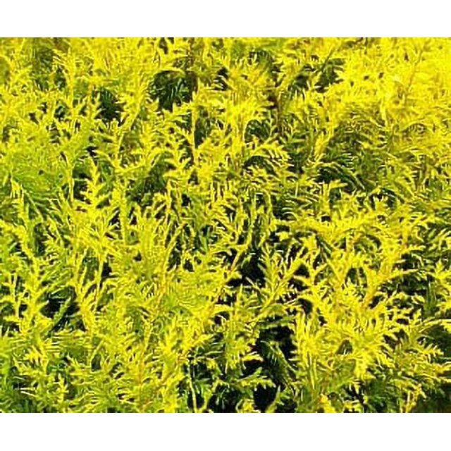 Expert Gardener Green Kings Gold Live Plant - Walmart.com