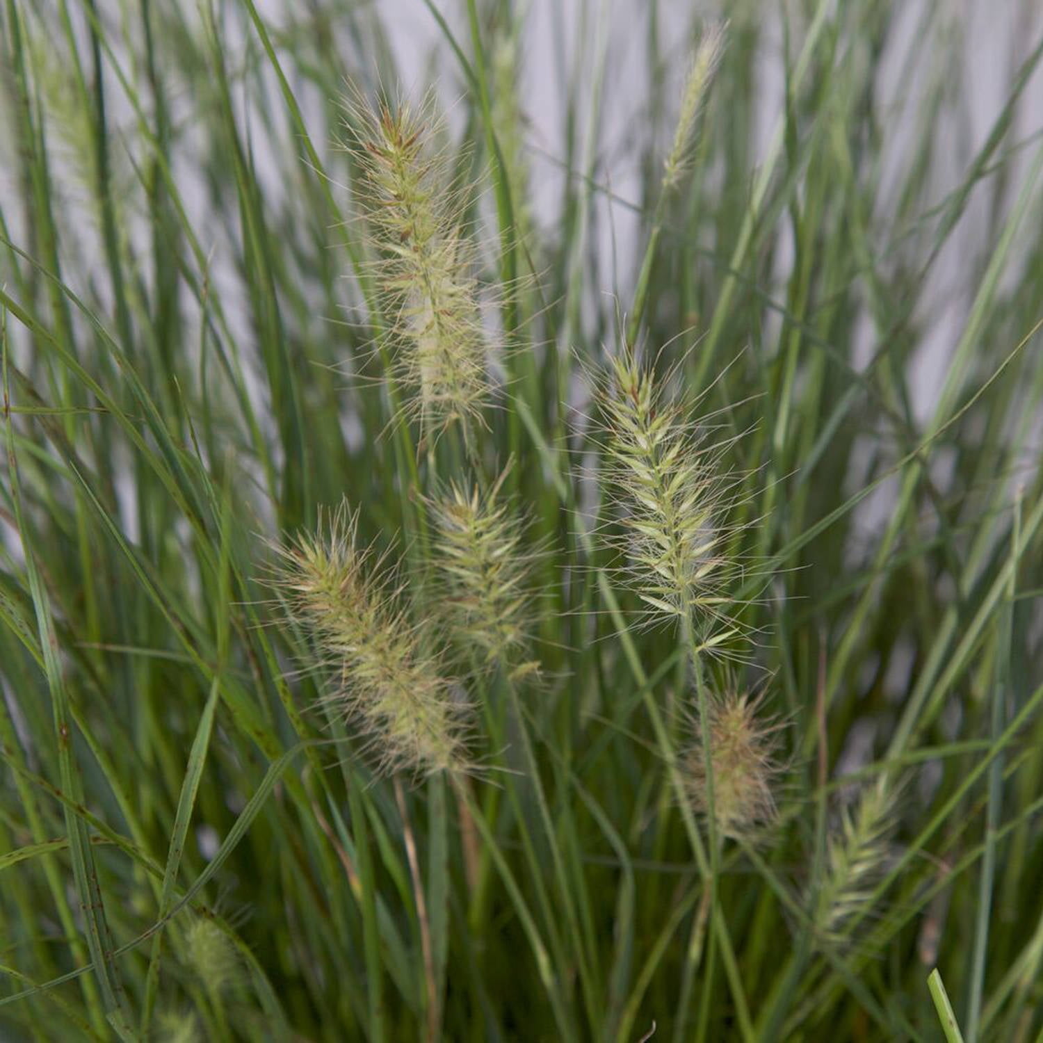 Expert Gardener Hamelin Dwarf Fountain Grass (2.5 Gallon) Ornamental ...
