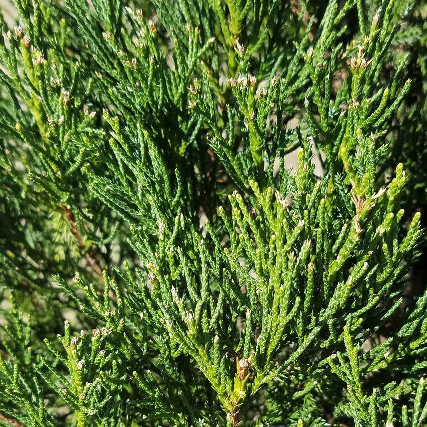 Expert Gardener Hetzi Columnaris Juniper (2.5 Gallon) Evergreen Tree ...