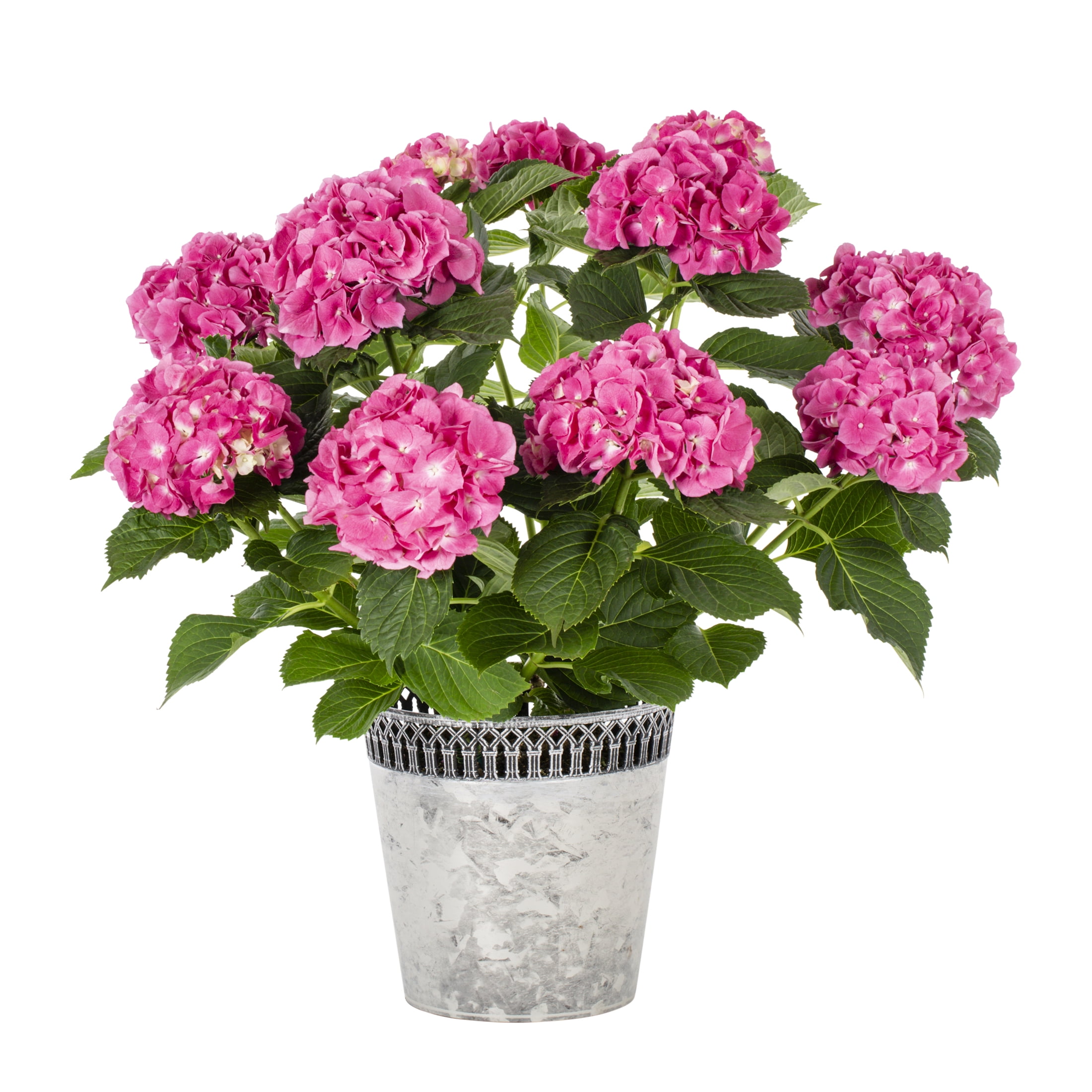 Expert Gardener 1.25gal Pink Hydrangea Live Shrub Plant Decorative Pot ...
