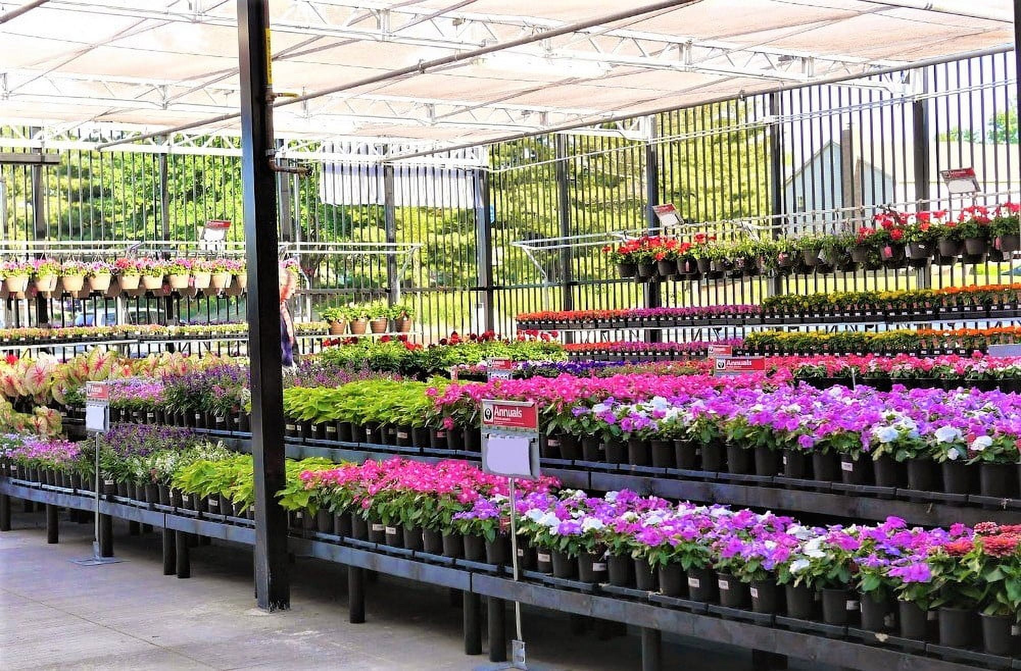 Expert Gardener Hydrangea Assort Live Plants - Walmart.com