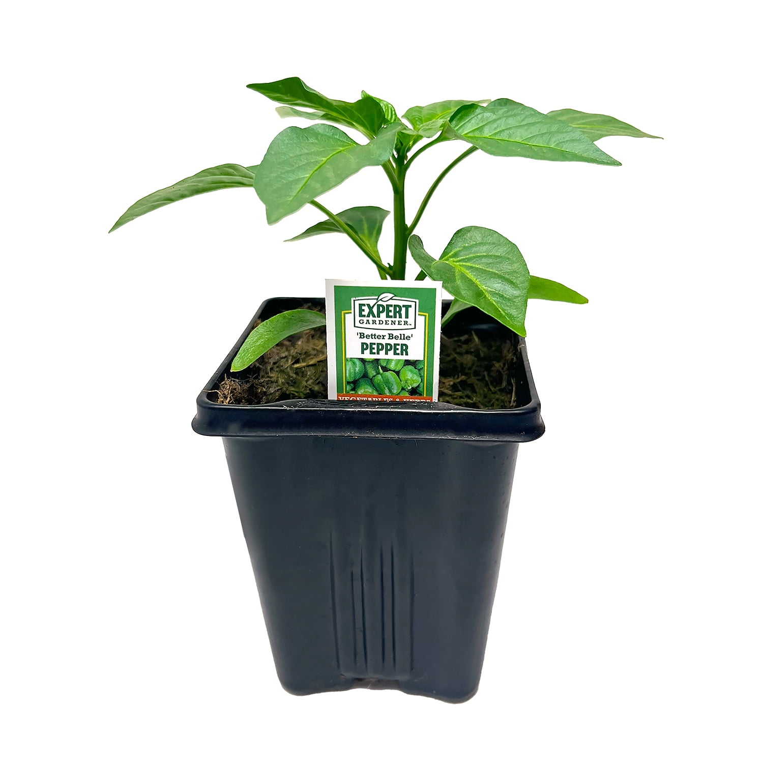 Expert Gardener Italian Parsley Plant, 1 Pt Pot, Live Plants & Herbs ...