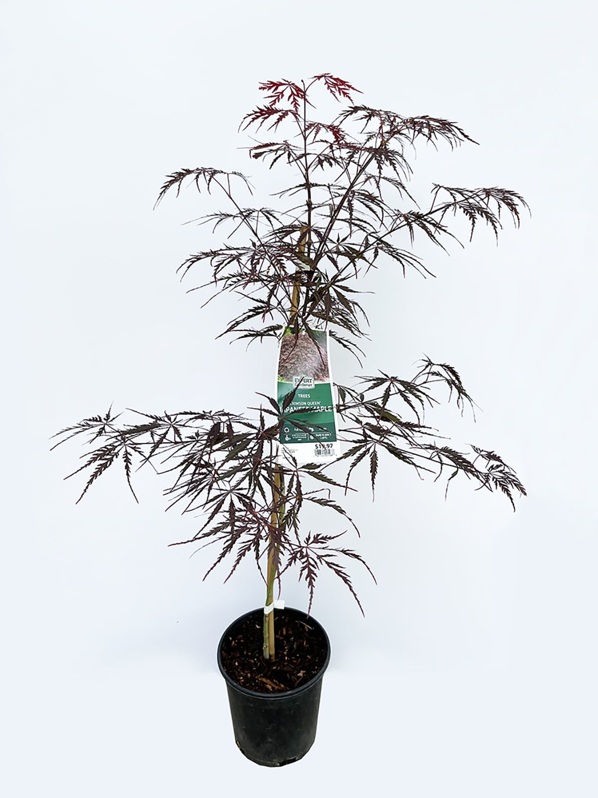 Expert Gardener Japanese Maple Crimson Queen Live Tree 1 Gallon ...