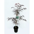 Expert Gardener Japanese Maple Crimson Queen Live Tree 1 Gallon ...