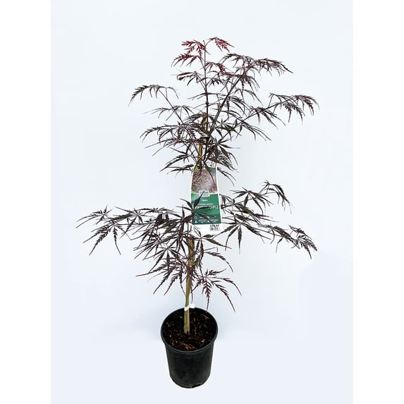 Expert Gardener Japanese Maple Crimson Queen Live Tree 1 Gallon ...