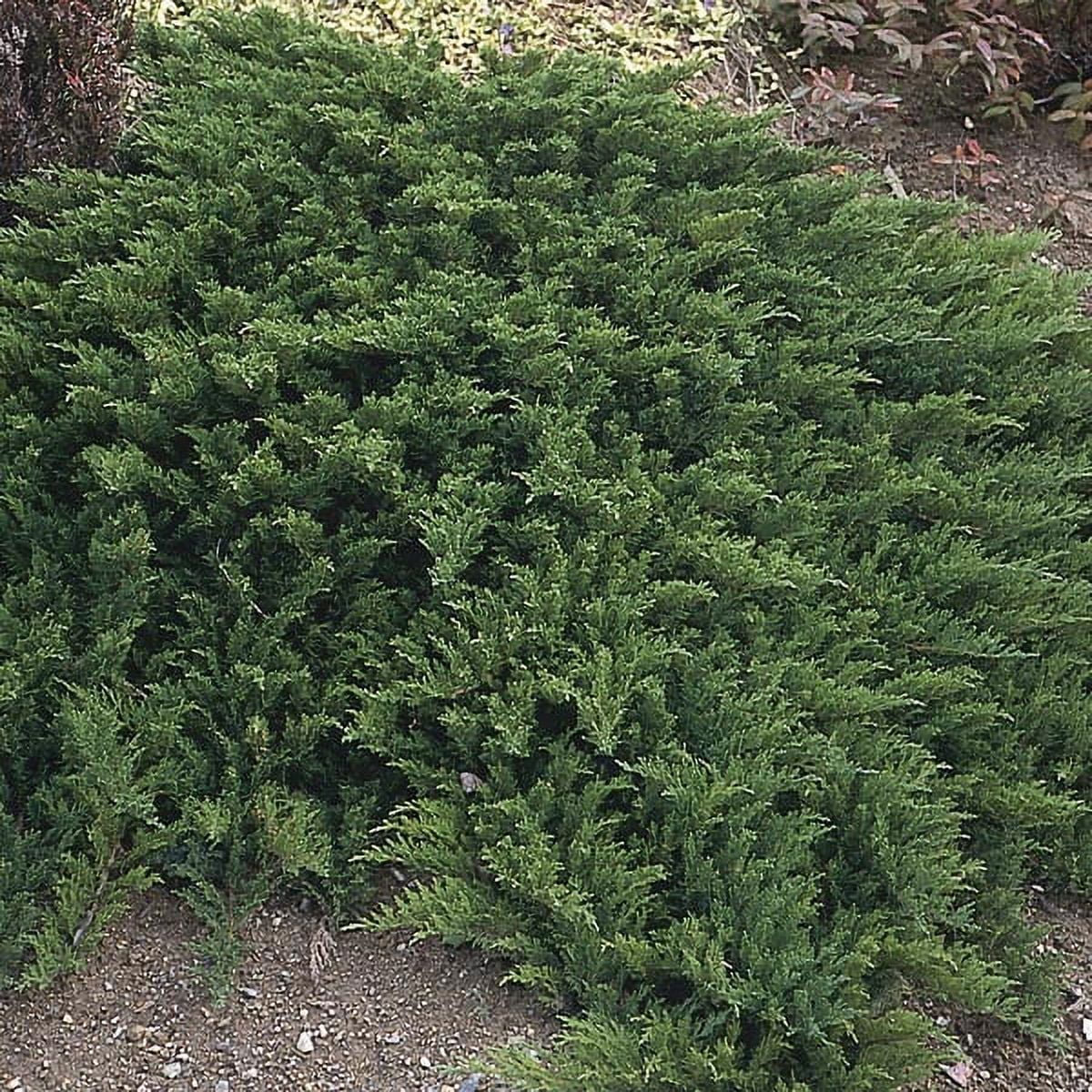 Expert Gardener Juniper 2.25G Live Plants Full Sun - Walmart.com