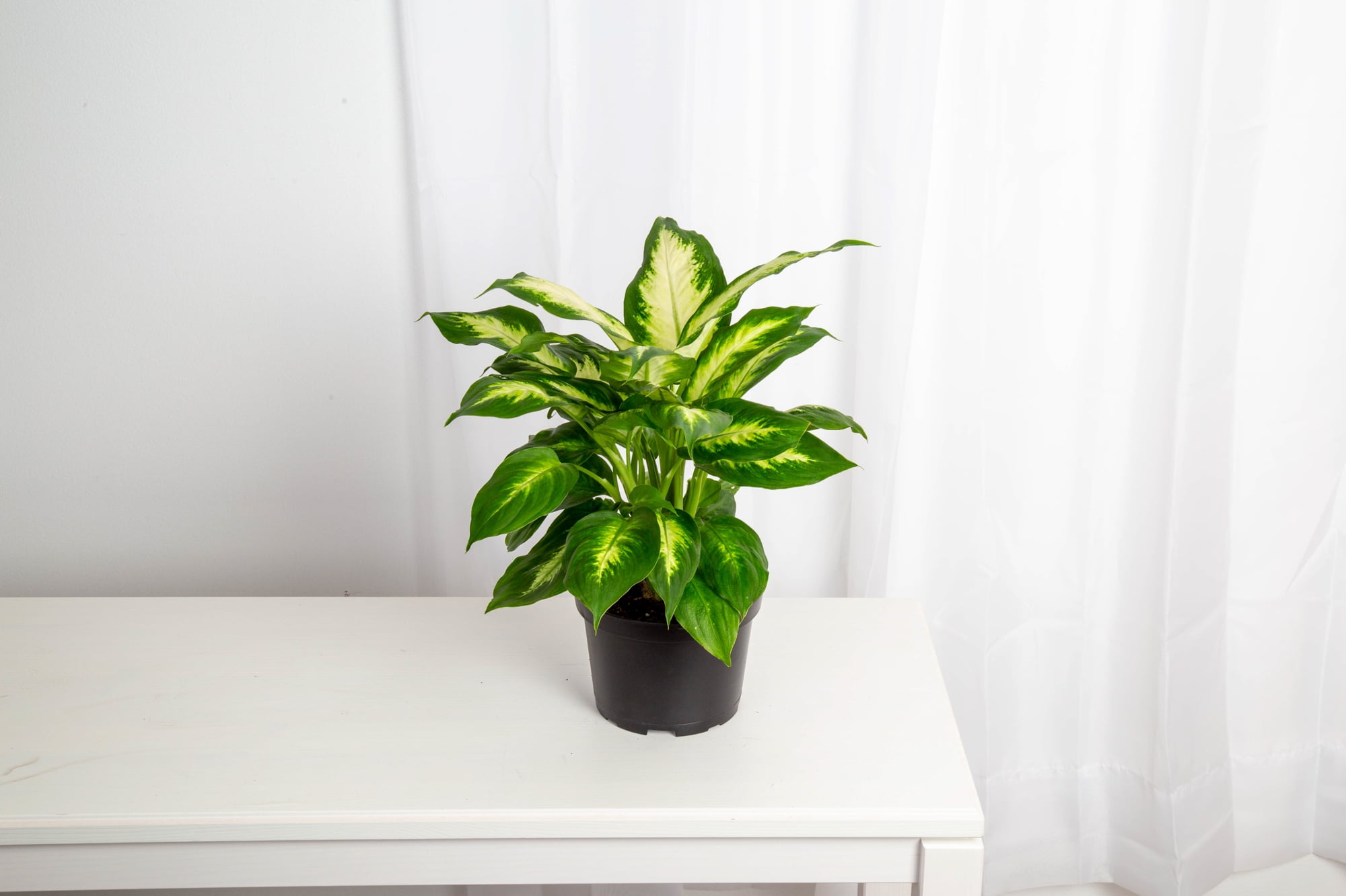Expert Gardener Live Indoor 18in. Tall Green Dumb Cane Plant, Indirect ...