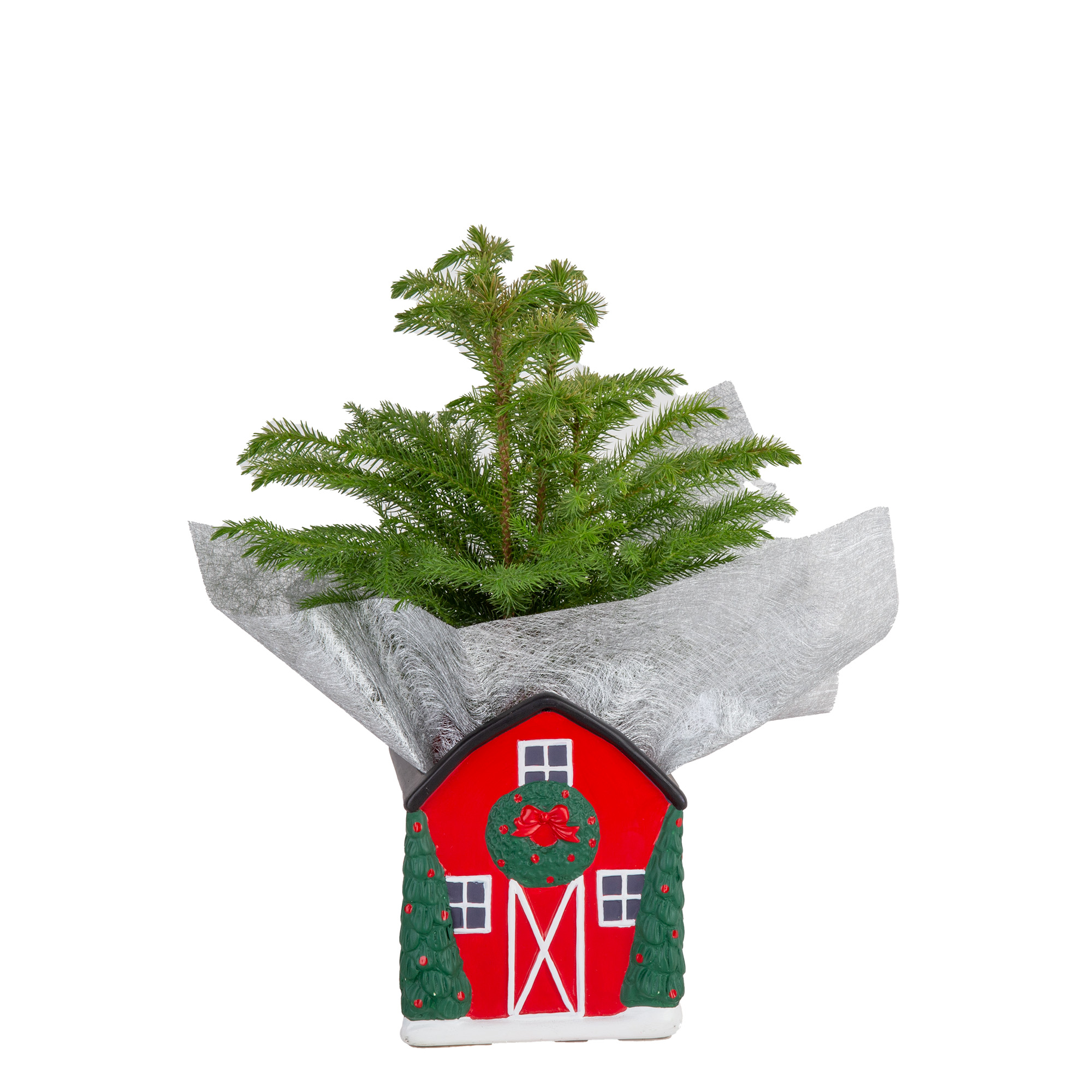 Expert Gardener Live Indoor Green Norfolk Island Pine Plant in 4in. Red ...