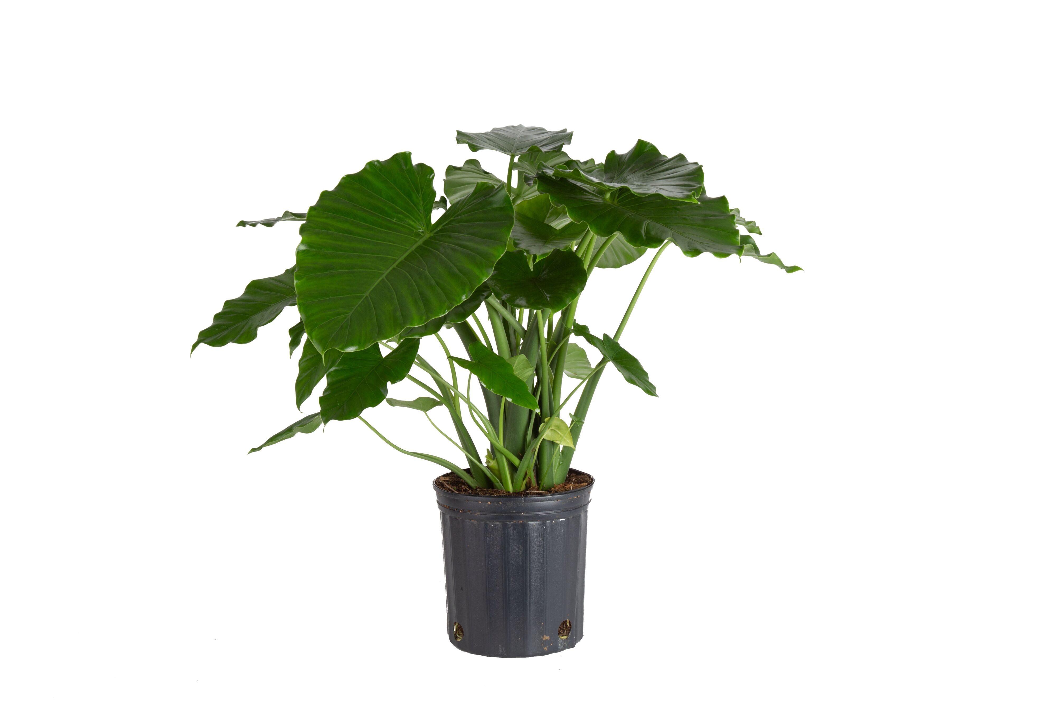Expert Gardener Live Outdoor 36in. Alocasia; Medium, Indirect Light ...