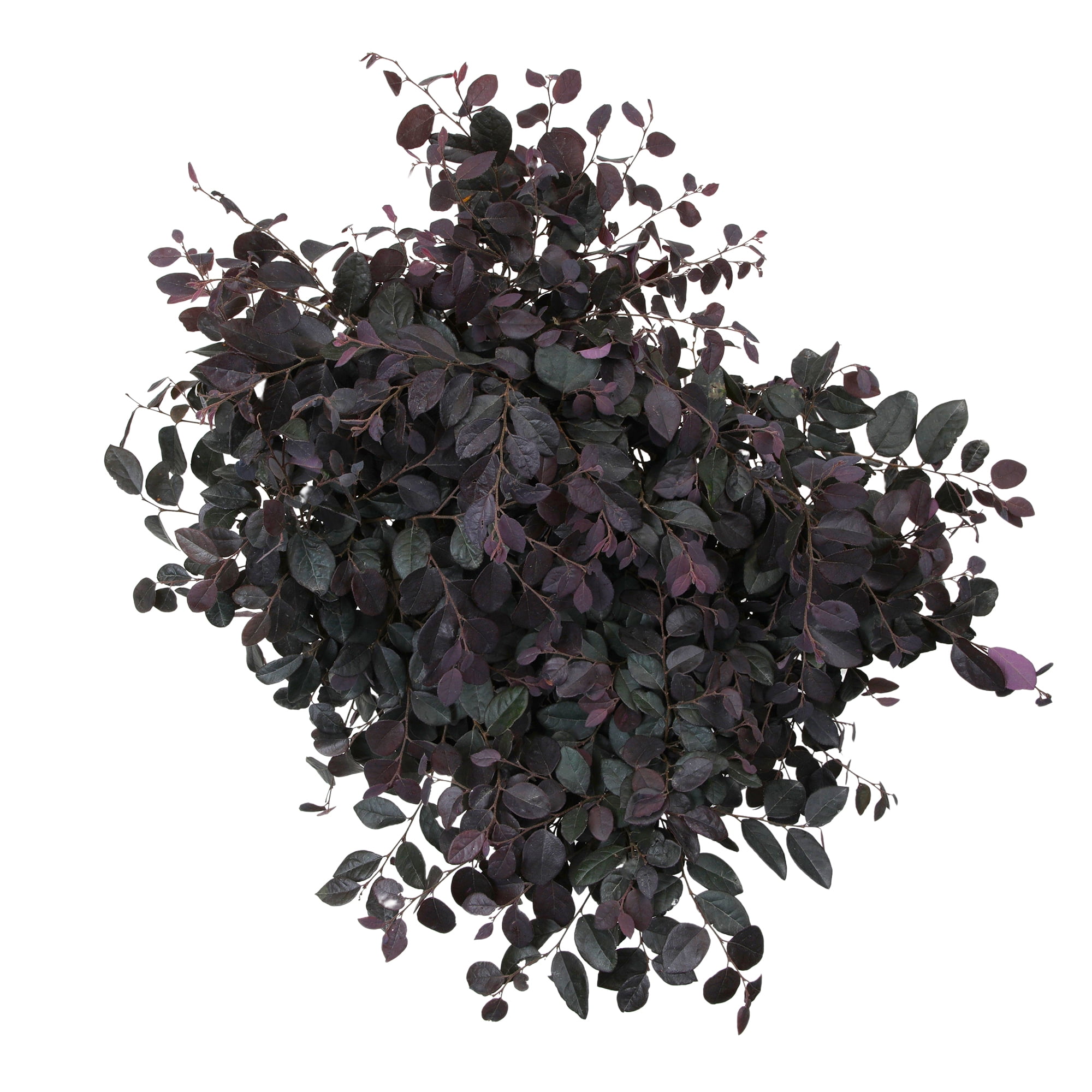 Expert Gardener Loropetalum Chin Rubrum Plum, 15-18" Tall, Live Outdoor ...