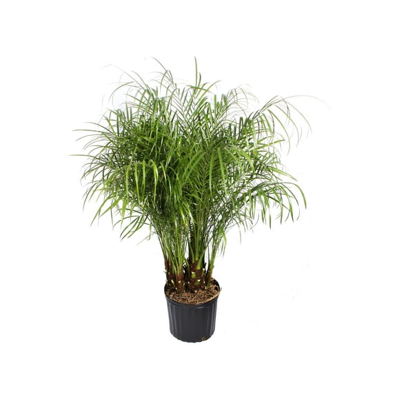 Expert Gardener Live Outdoor Plant 2.25g Palm Adonidiain Grower Pot ...