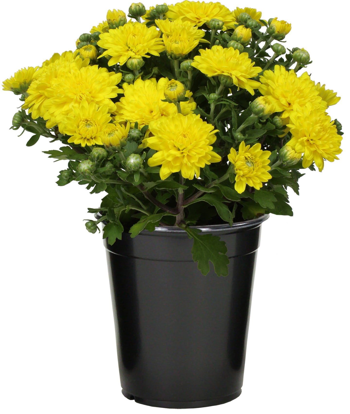 Expert Gardener Live Outdoor Yellow Mum 10" - 14" Tall, pint pot ...