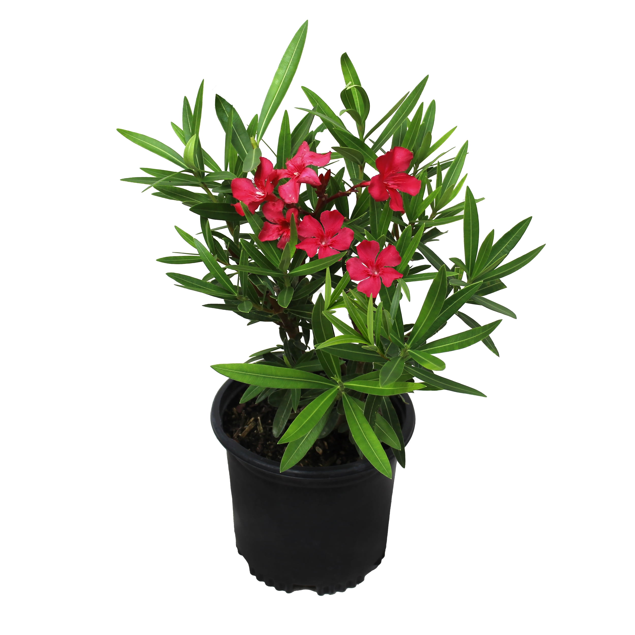 Expert Gardener Oleander Red, 16" - 20" Tall, Live Outdoor Plant, 2.5 ...