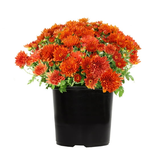 Expert Gardener Orange Mum Chrysanthemum Live Plant in 1 Gal Grower Pot ...