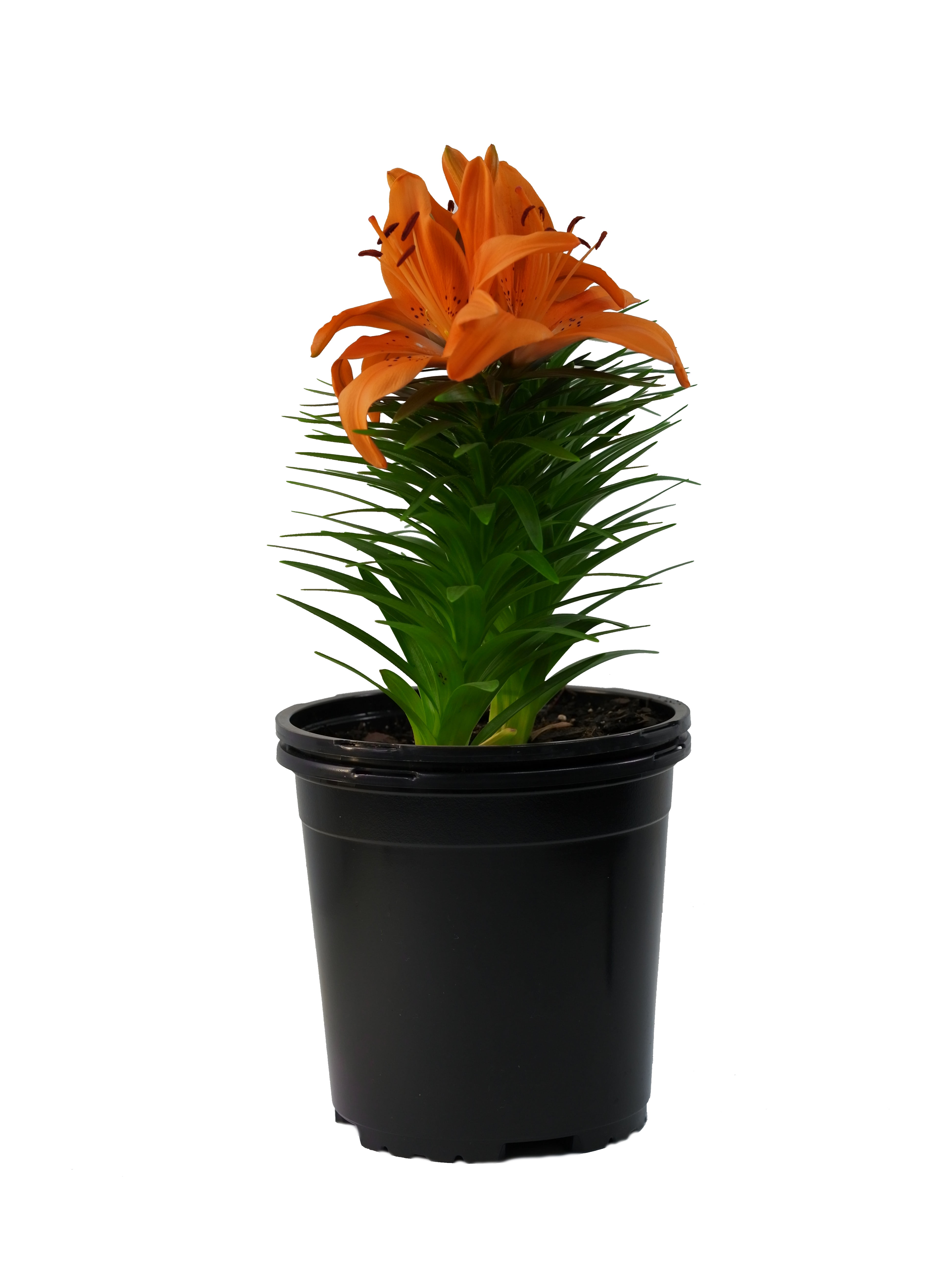Expert Gardener Outdoor Live Plant Asiatic Lily Tiny Invader Orange 1QT, Full Sun - Walmart.com