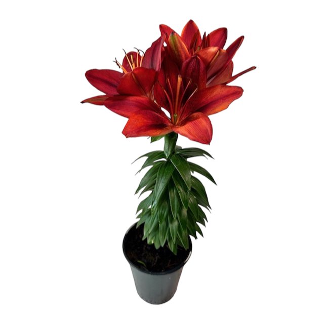 Expert Gardener Outdoor Live Plant Asiatic Lily Tiny Rocket Red 1QT ...