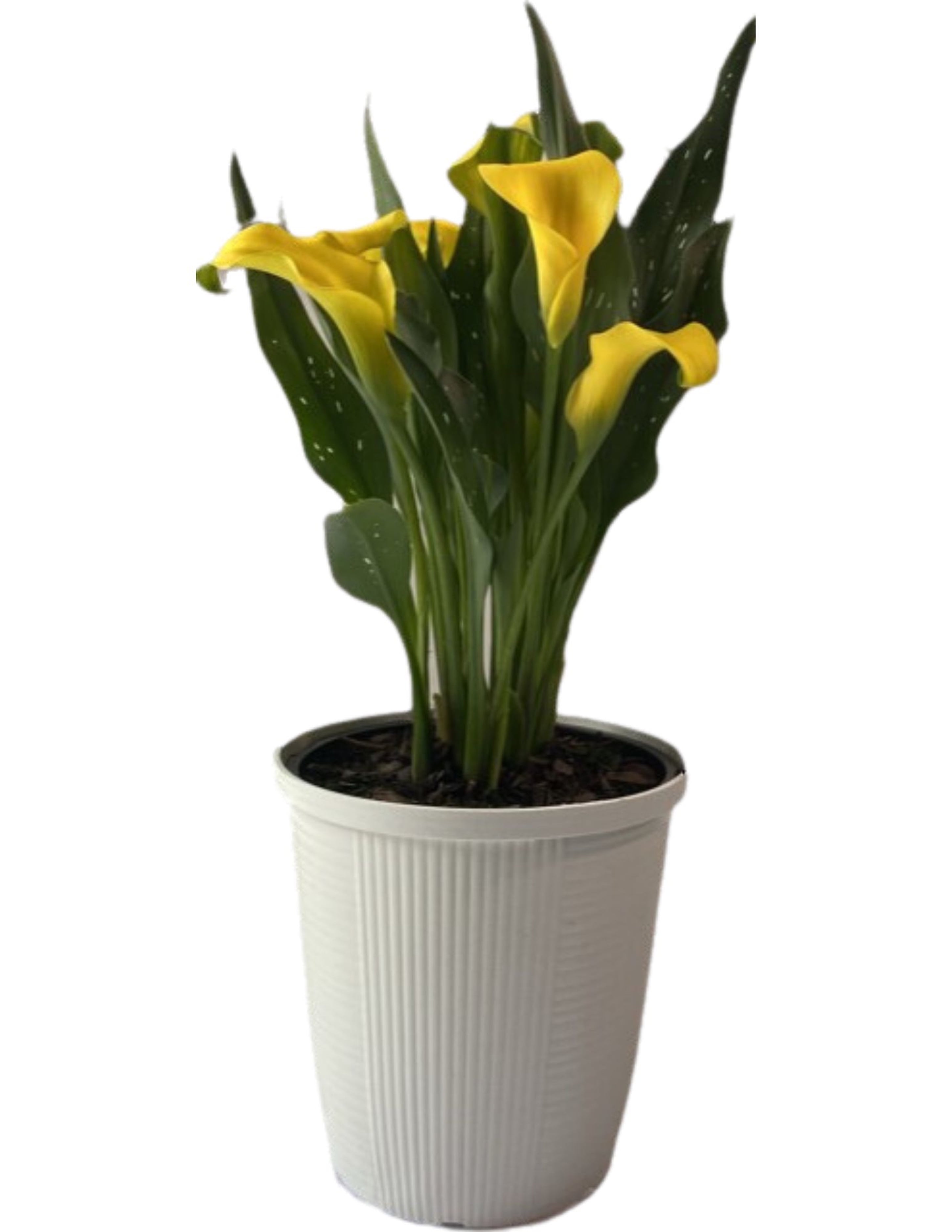 Expert Gardener Outdoor Live Plant Calla Lily Sunclub Yellow, 3QT White ...