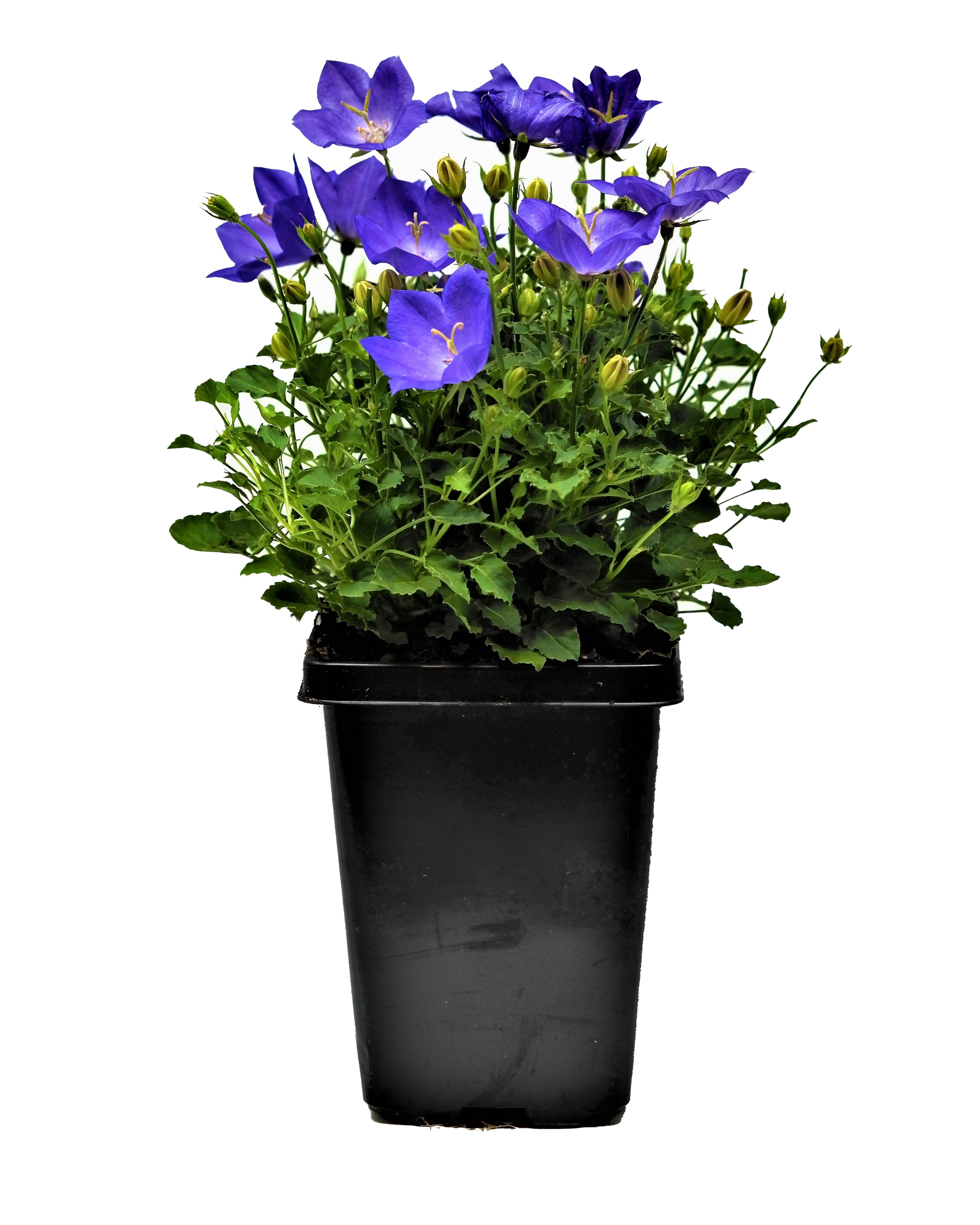 Expert Gardener Outdoor Live Plant Campanula Bellflower Clips Deep Blue ...