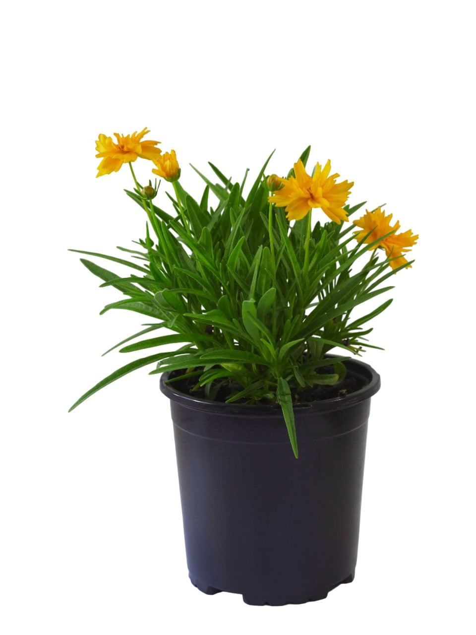 Expert Gardener Outdoor Live Plant Coreopsis Tickseed Double The Sun ...