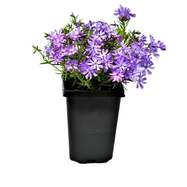Expert Gardener Outdoor Live Plant Creeping Phlox Bedazzled Lavender ...