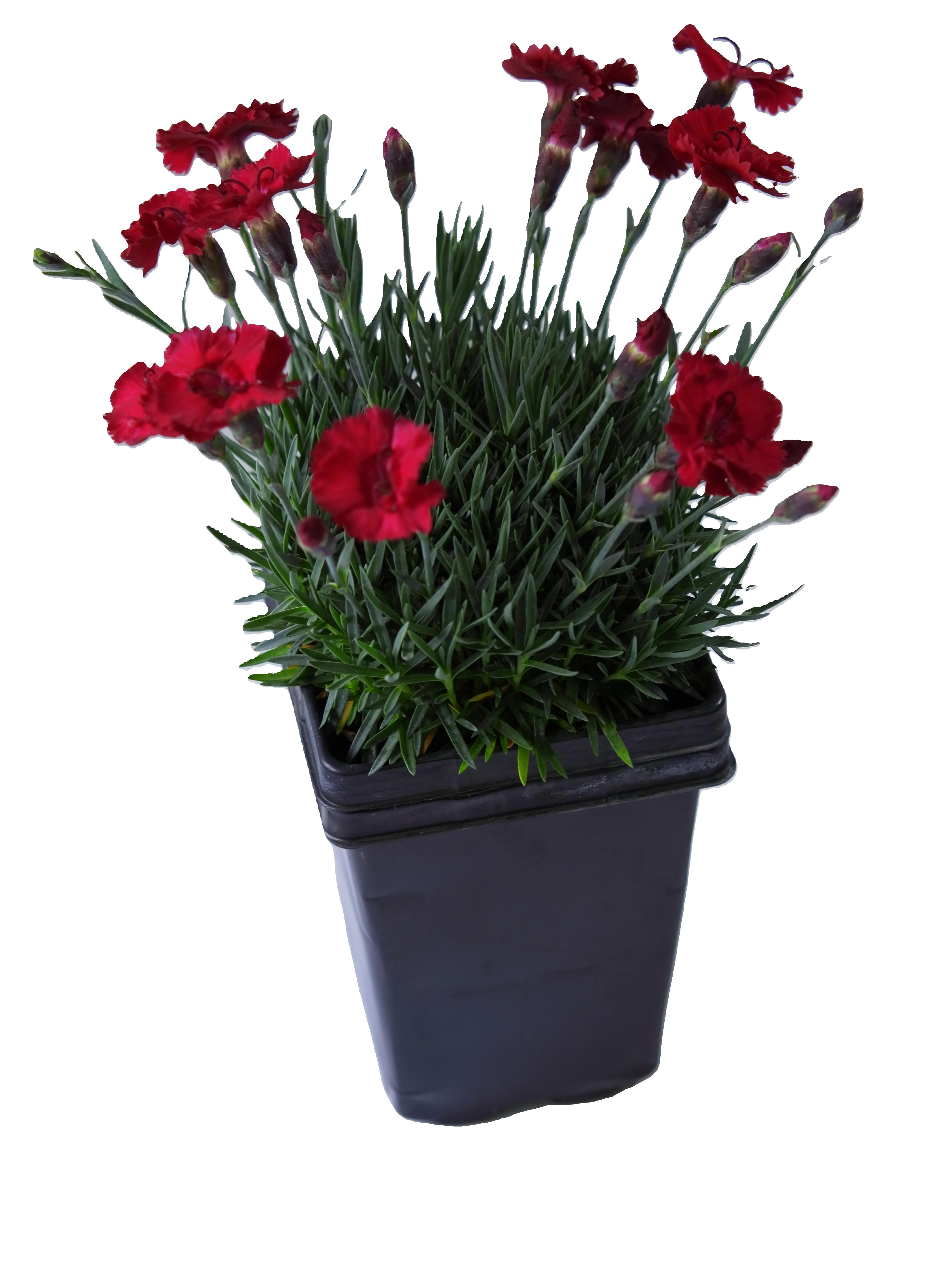 Expert Gardener Outdoor Live Plant Dianthus Carnation Star Fire Red 1QT ...
