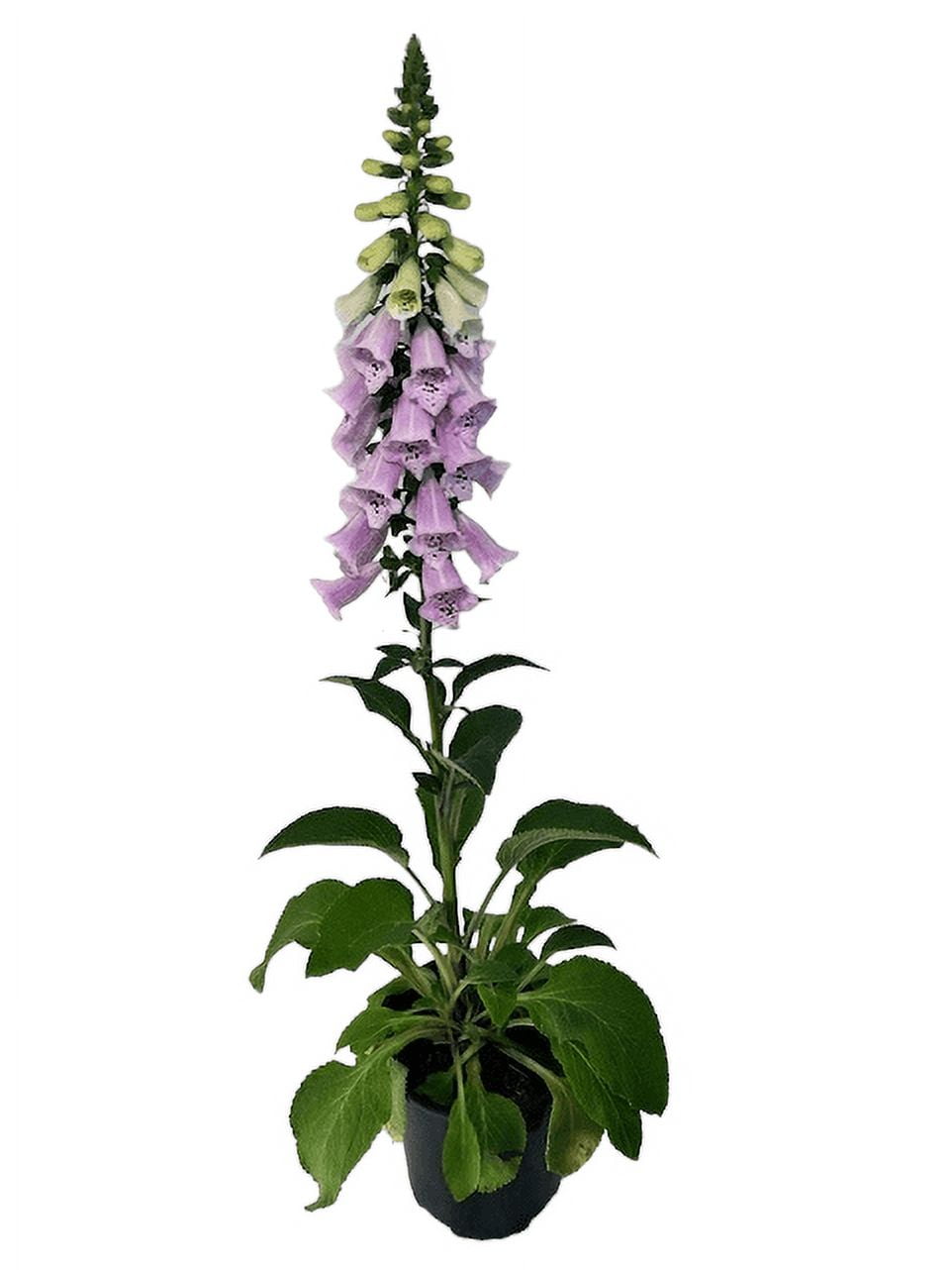 Expert Gardener Outdoor Live Plant Digitalis Foxglove Camelot Lavender ...