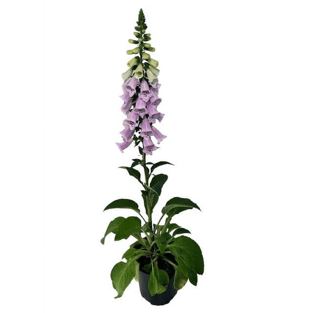Expert Gardener Outdoor Live Plant Digitalis Foxglove Camelot Lavender ...