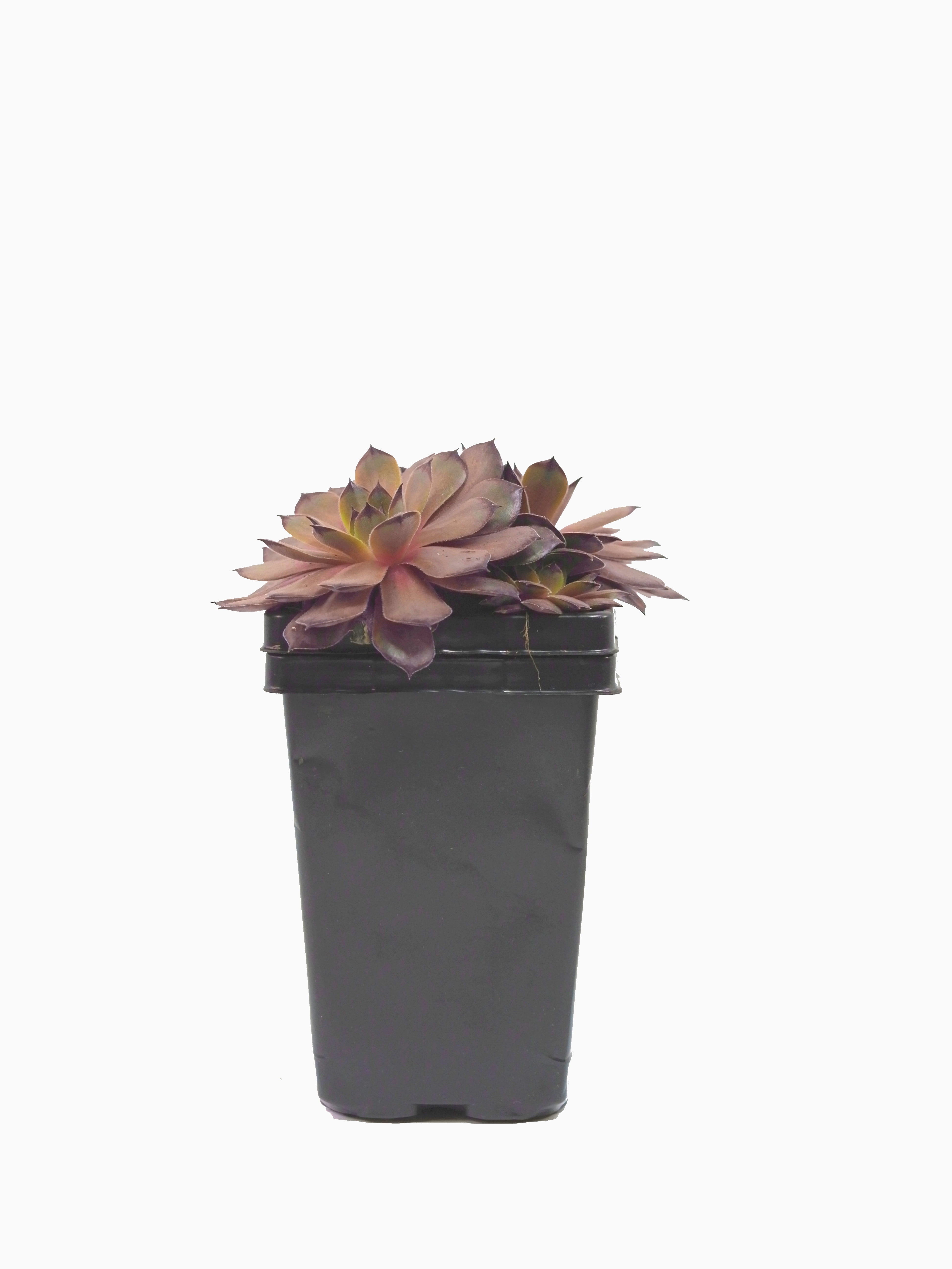 Expert Gardener Outdoor Live Plant Hen N Chicks Red 1QT, Full Sun ...