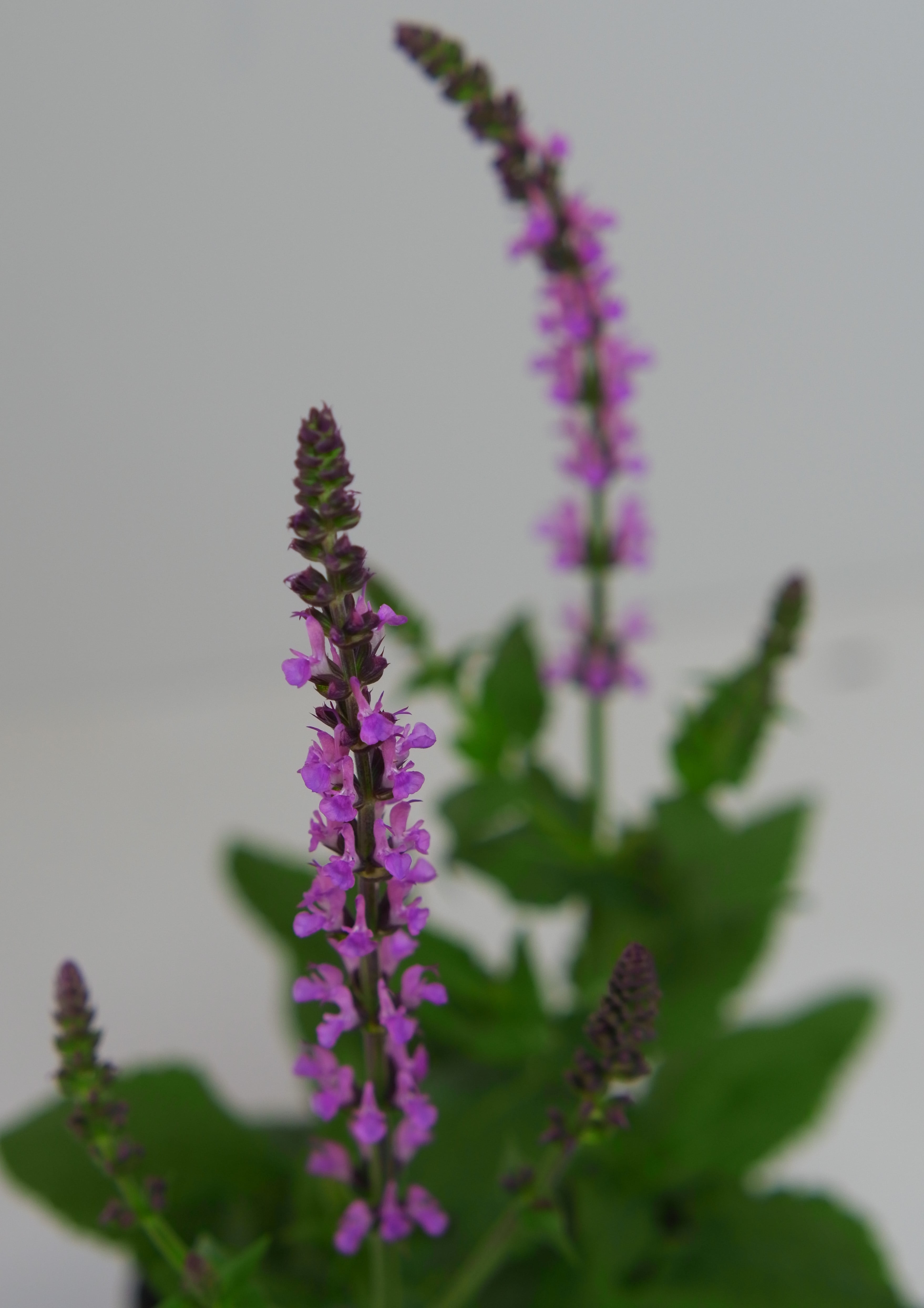 Expert Gardener Outdoor Live Plant Salvia Garden Sage Lyrical Rose Pink ...