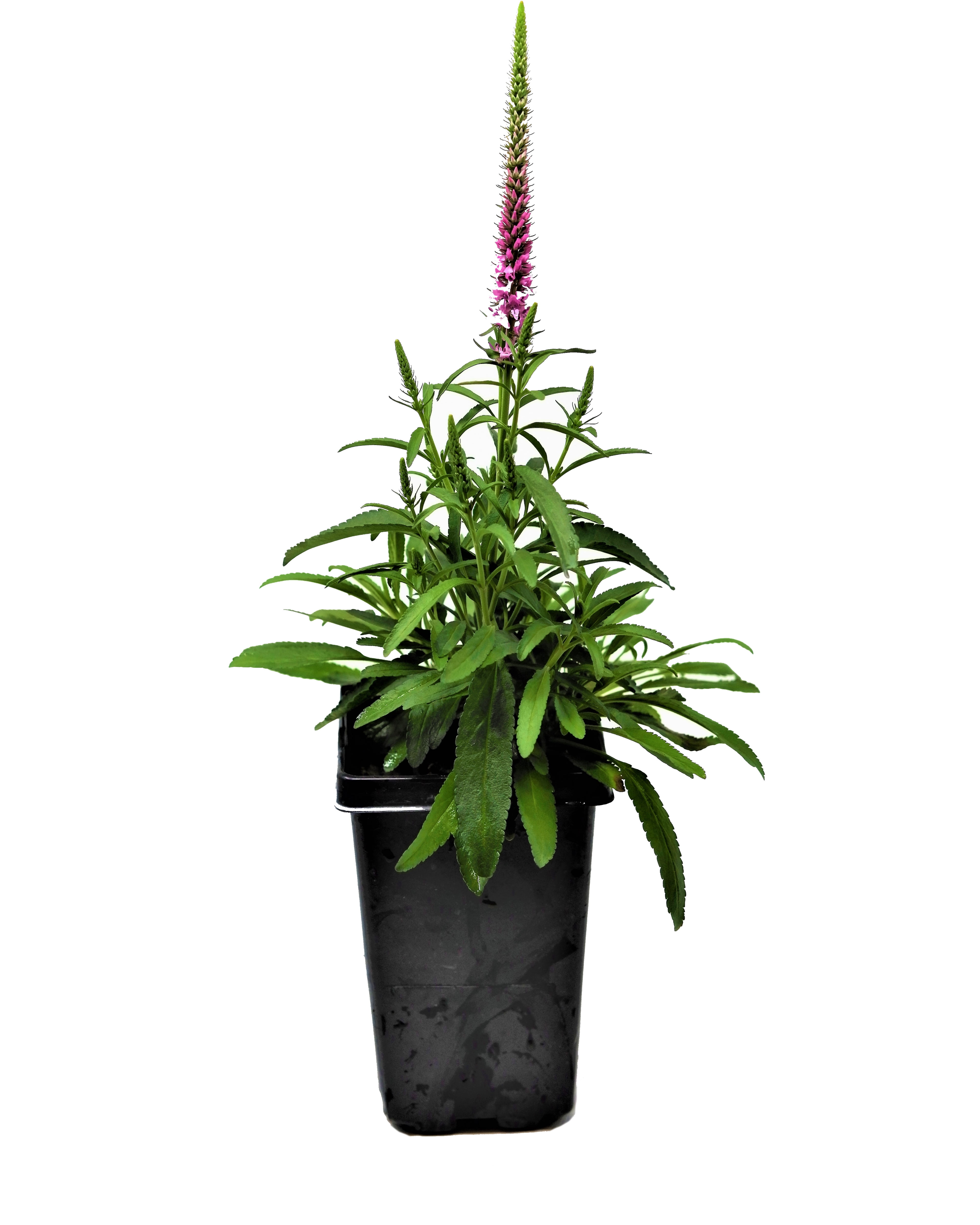 Expert Gardener Outdoor Live Plant Veronica Speedwell Giles van Hees ...