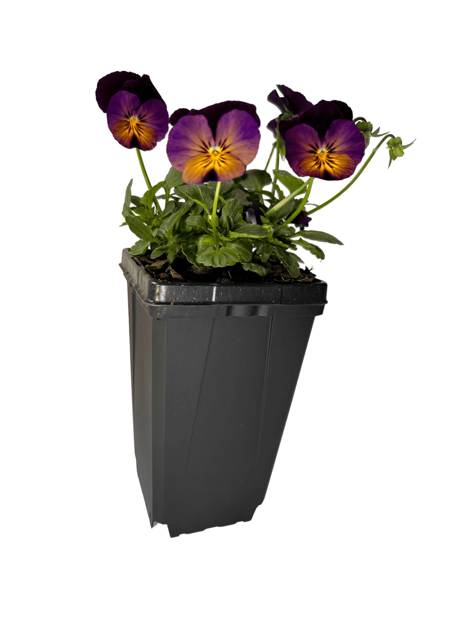 Expert Gardener Outdoor Live Plant Viola Pansy Celestial Northern ...