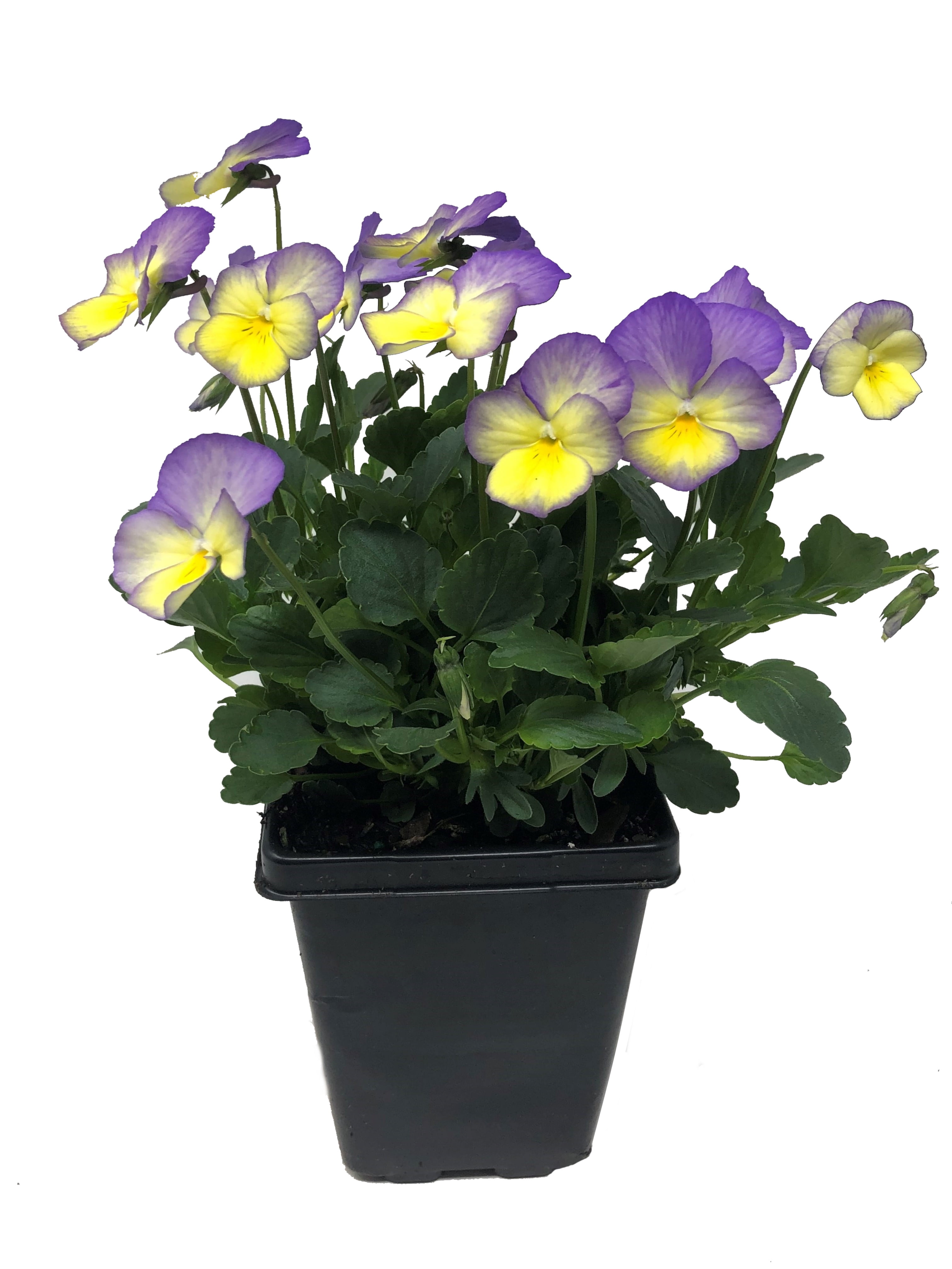 Expert Gardener Outdoor Live Plant Viola Pansy Starry Night Light ...