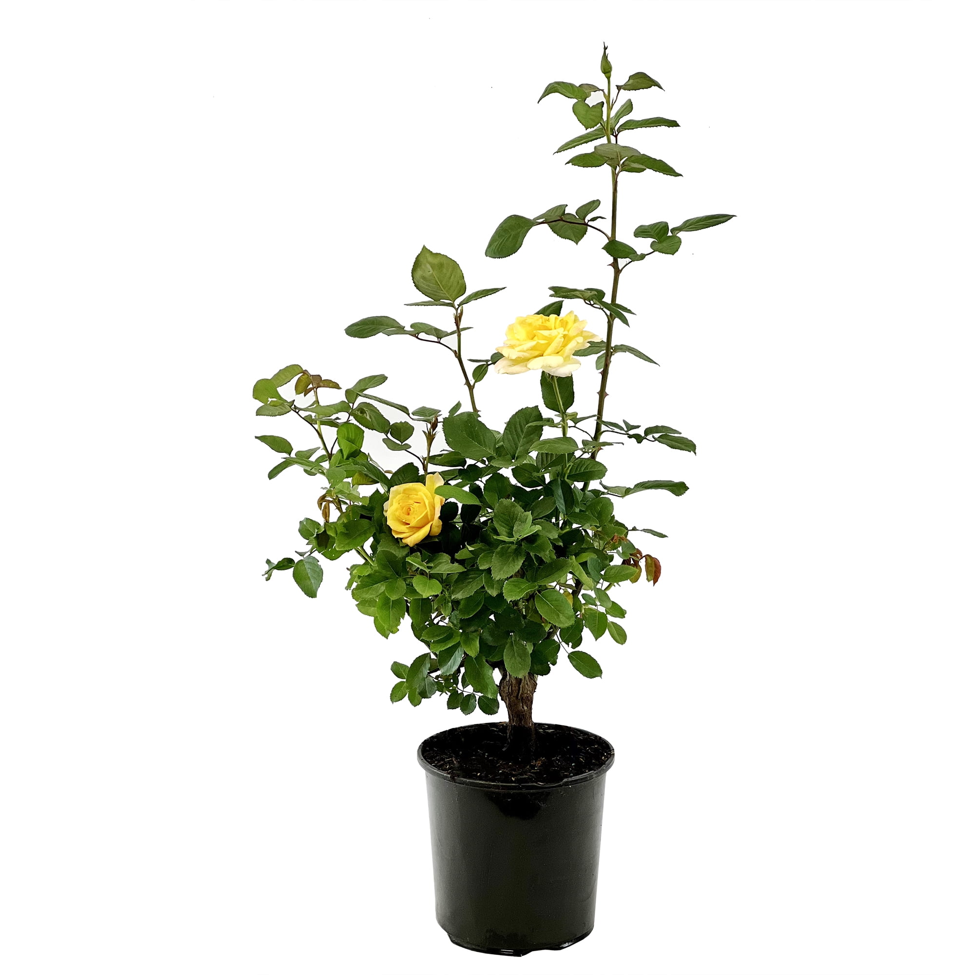 "Expert Gardener Outdoor Live Plant Yellow Rose Shrub 18""-24"" Tall ...