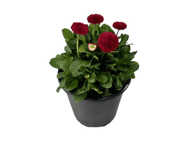 Expert Gardener Outdoor Live Plants Bellis English Daisy Bellisima Red ...