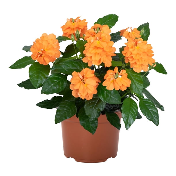 Expert Gardener, Outdoor, Live Plants, Multicolor, Crossandra, 1.5G ...