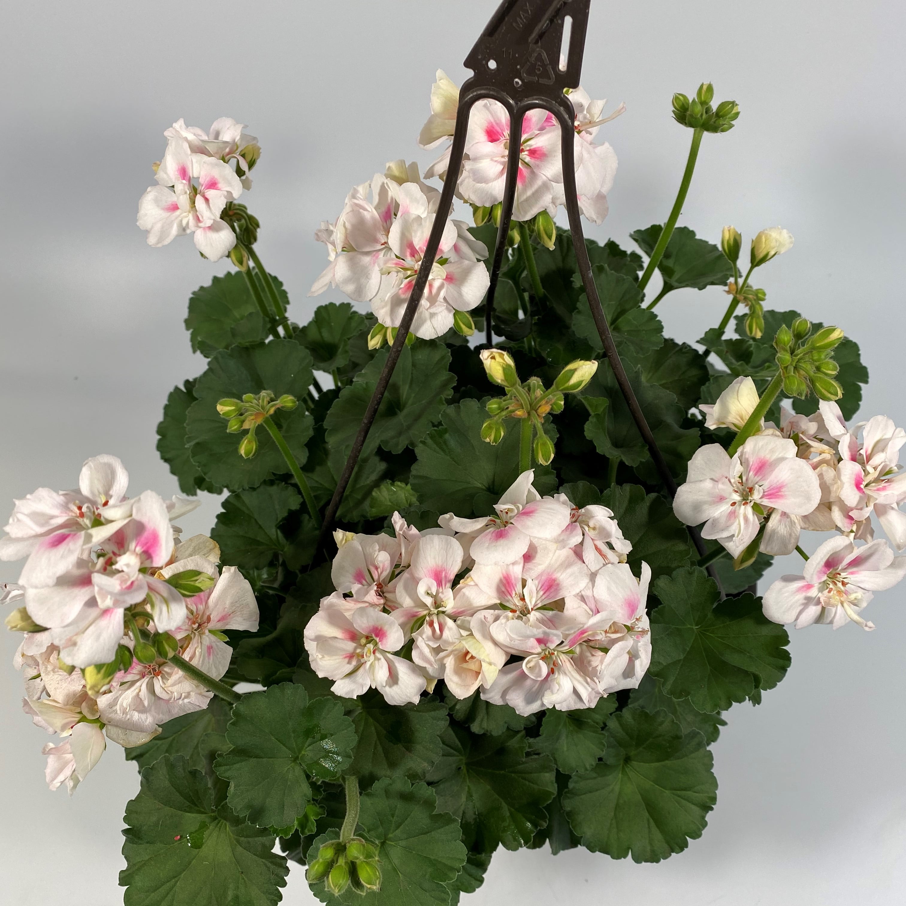 Expert Gardener, Outdoor, Live Plants, Multicolor, Geranium, Zonal , 1 ...