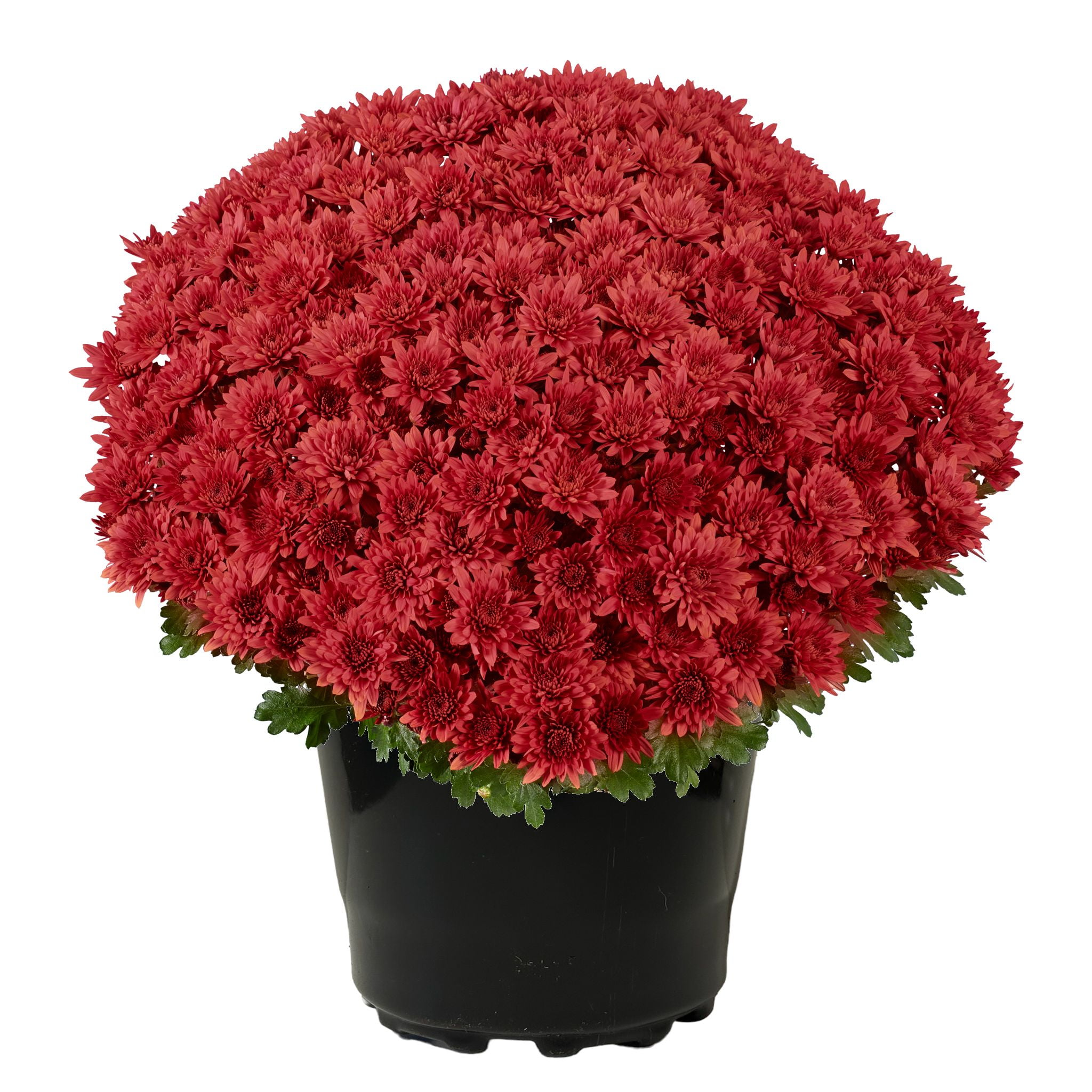 Expert Gardener Outdoor Live Plants Red Mum 1.5G Grower Pot Each Full ...
