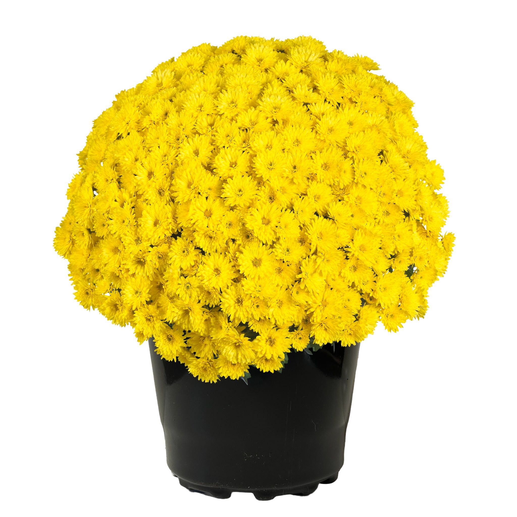 Expert Gardener Outdoor Live Plants Yellow Mum 3Qt Grower Pot Each Full ...