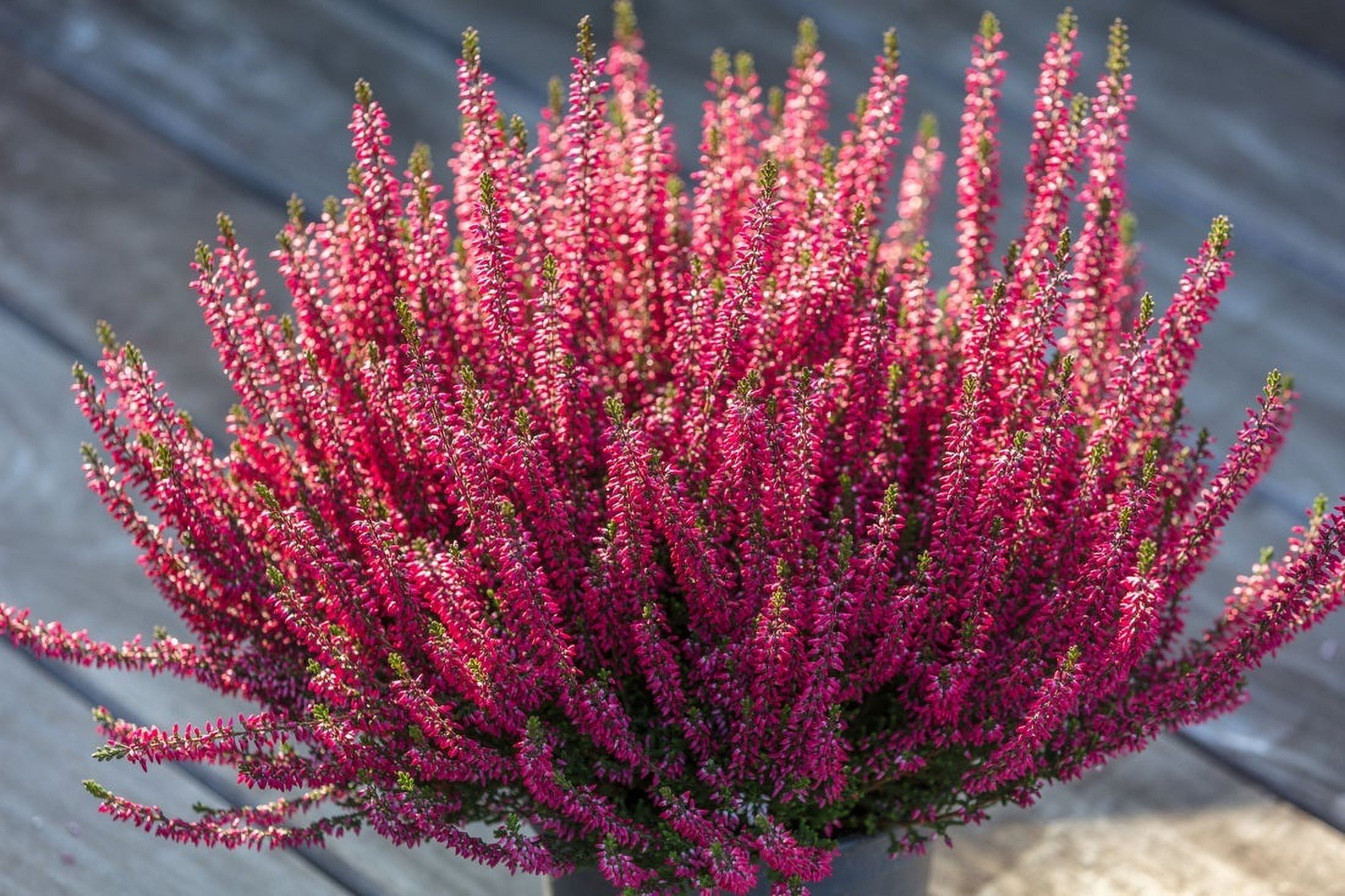 Expert Gardener PT Cal Live Plant - Walmart.com