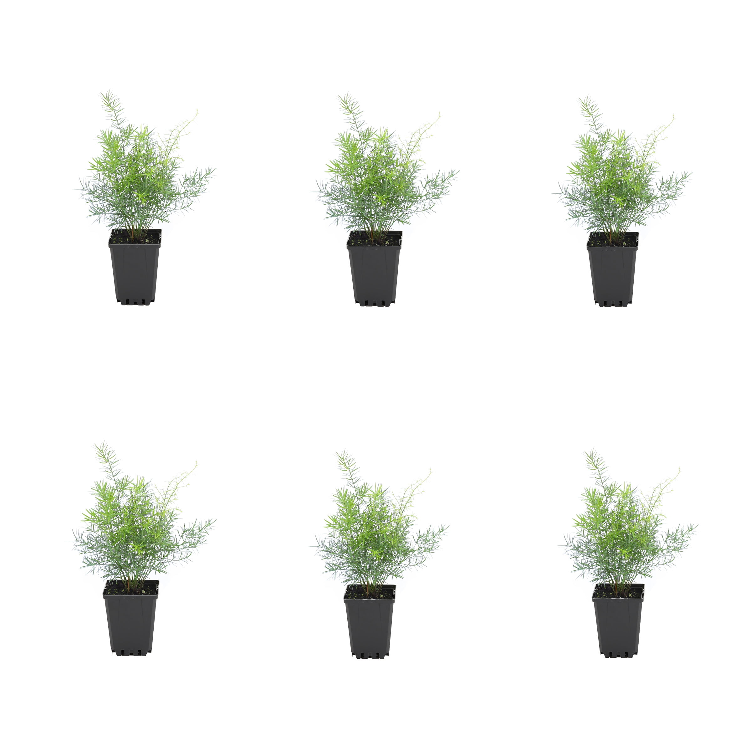 Expert Gardener 1PT Green Springerii Fern Live Annual Plant Sun 6-Pack ...