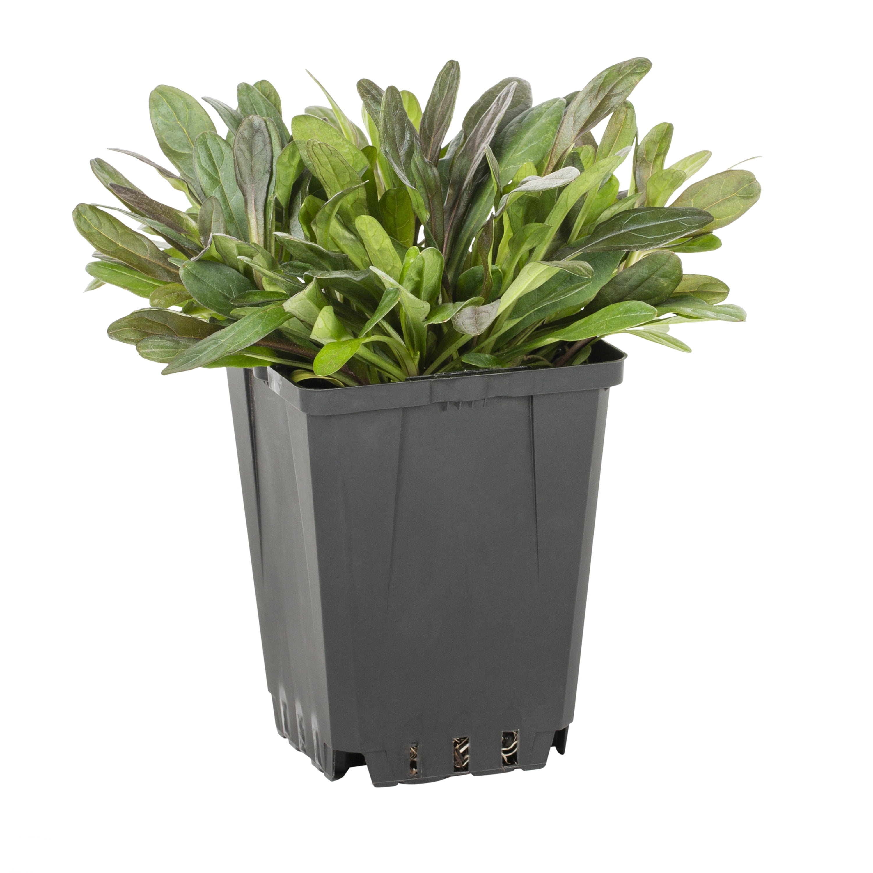 Expert Gardener 1PT Green Ajuga Live Annual Plant Sun - Walmart.com