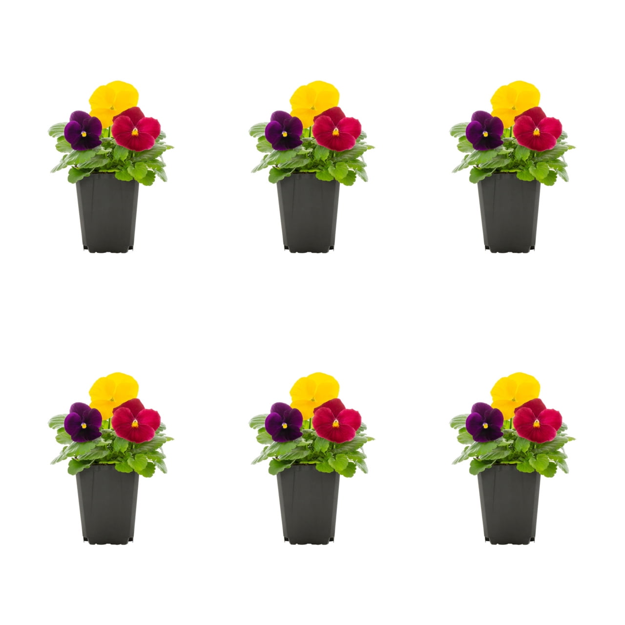 Expert Gardener 1PT Multicolor Clear Pansy Live Annual Plant Sun 6-Pack ...