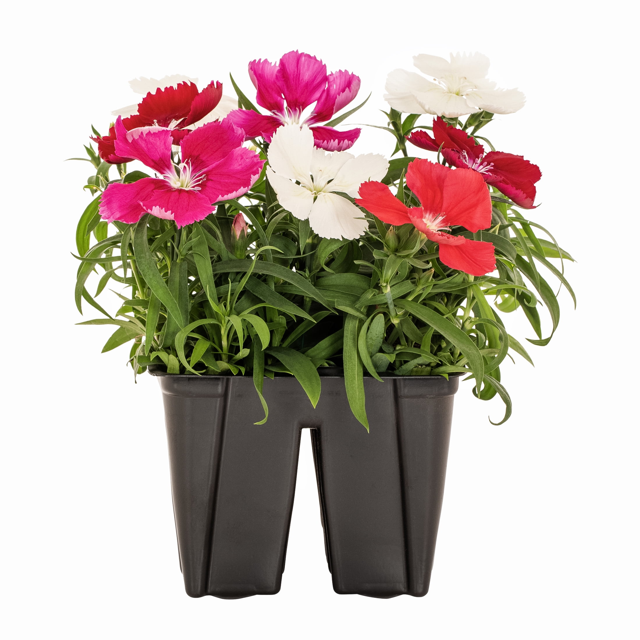 Expert Gardener PT Multicolor Dianthus Live Plant Grower Pot Sun (4 ...