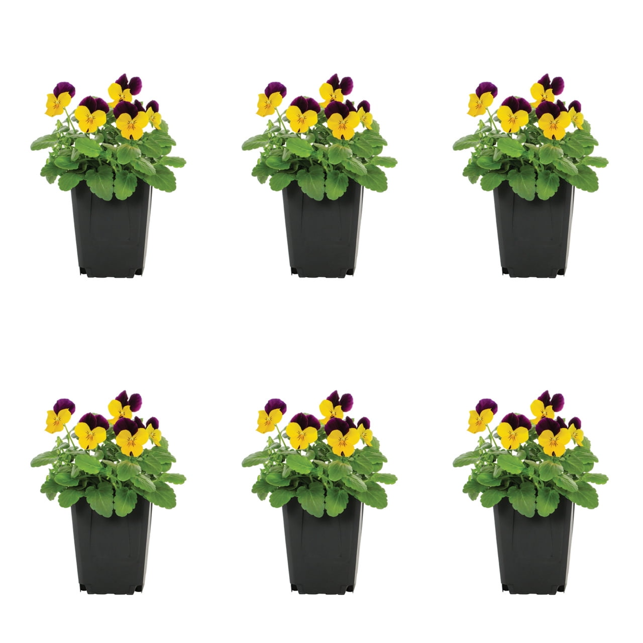 Expert Gardener 1PT Purple Yellow Viola Live Annual Plant Sun 6-Pack ...