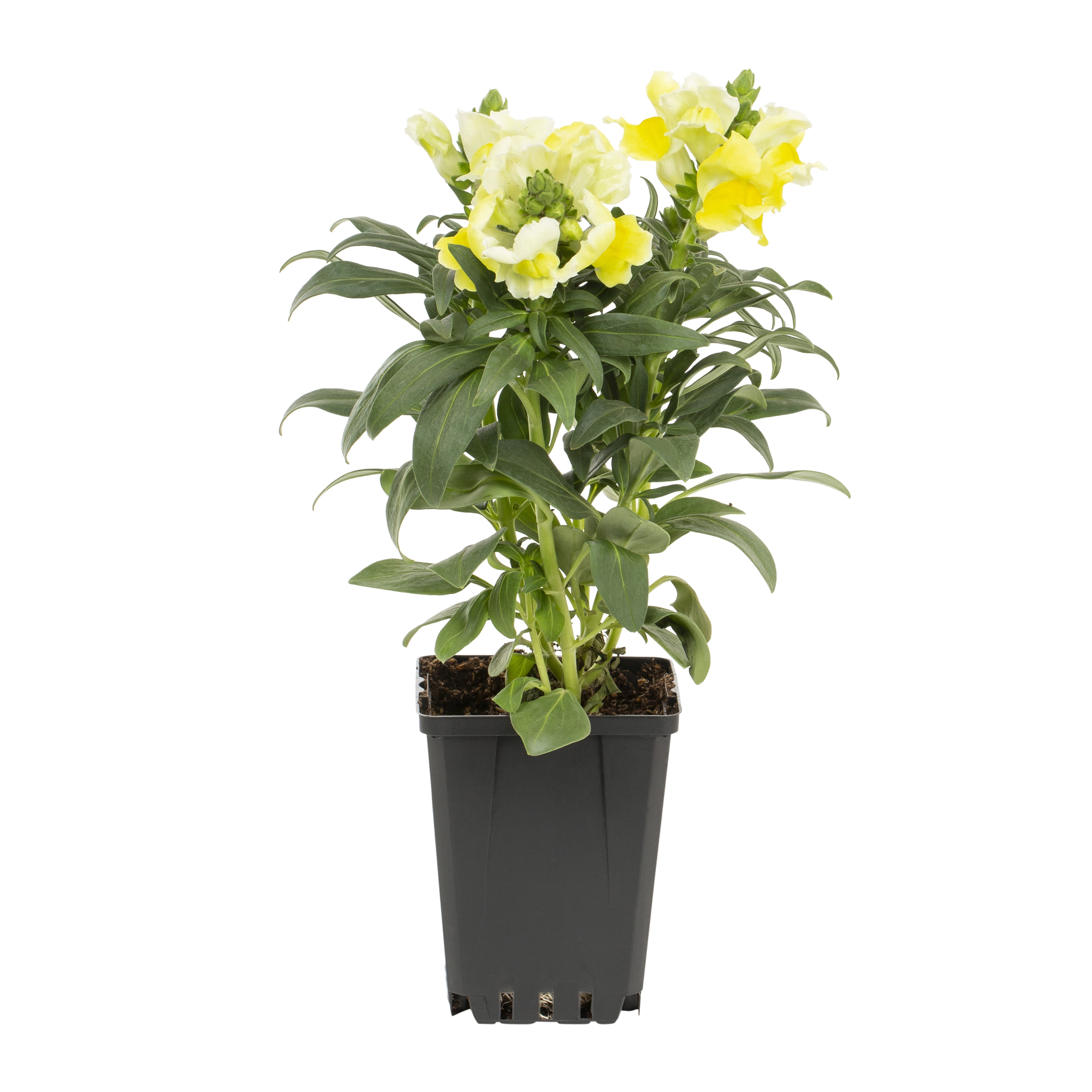 Expert Gardener PT Multicolor Snapdragon Live Plant Grower Pot Sun ...