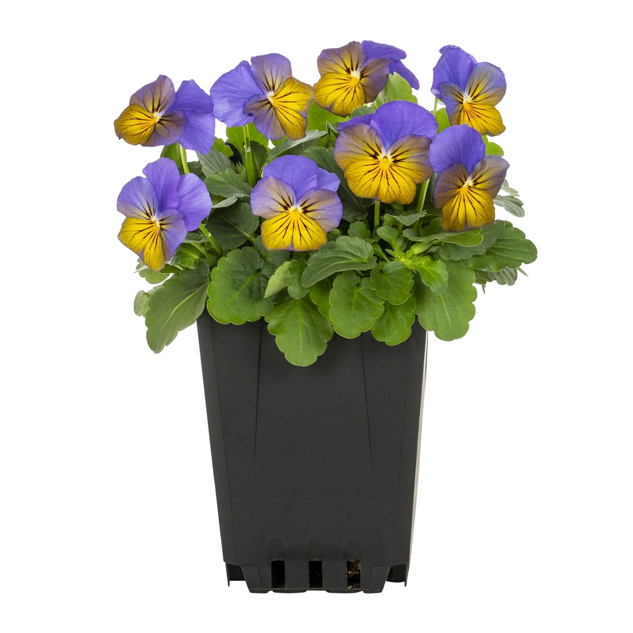 Expert Gardener PT Multicolor Viola Live Plant Grower Pot Sun - Walmart.com