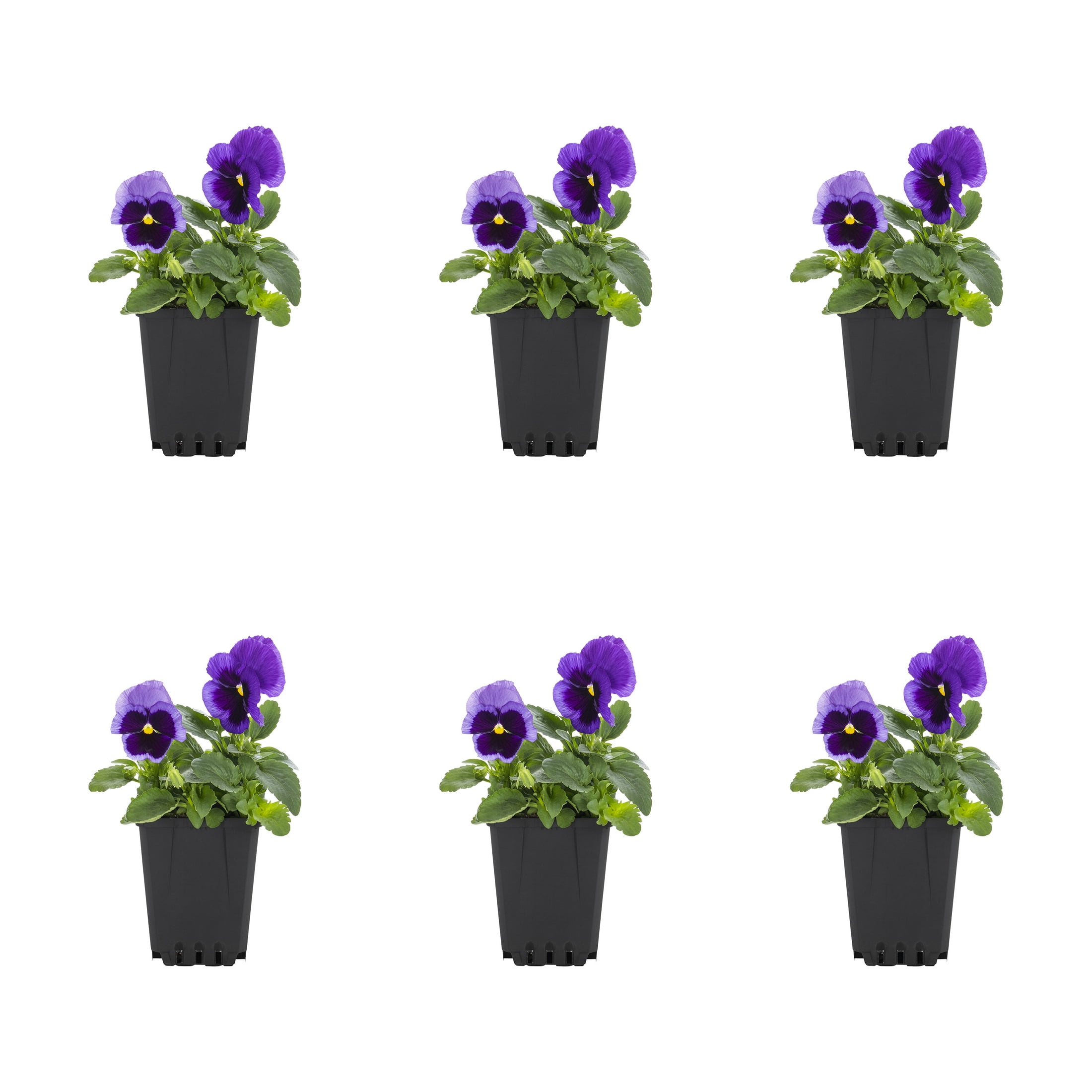 Expert Gardener 1PT Purple Blotch Pansy Live Annual Plant Sun 6-Pack ...