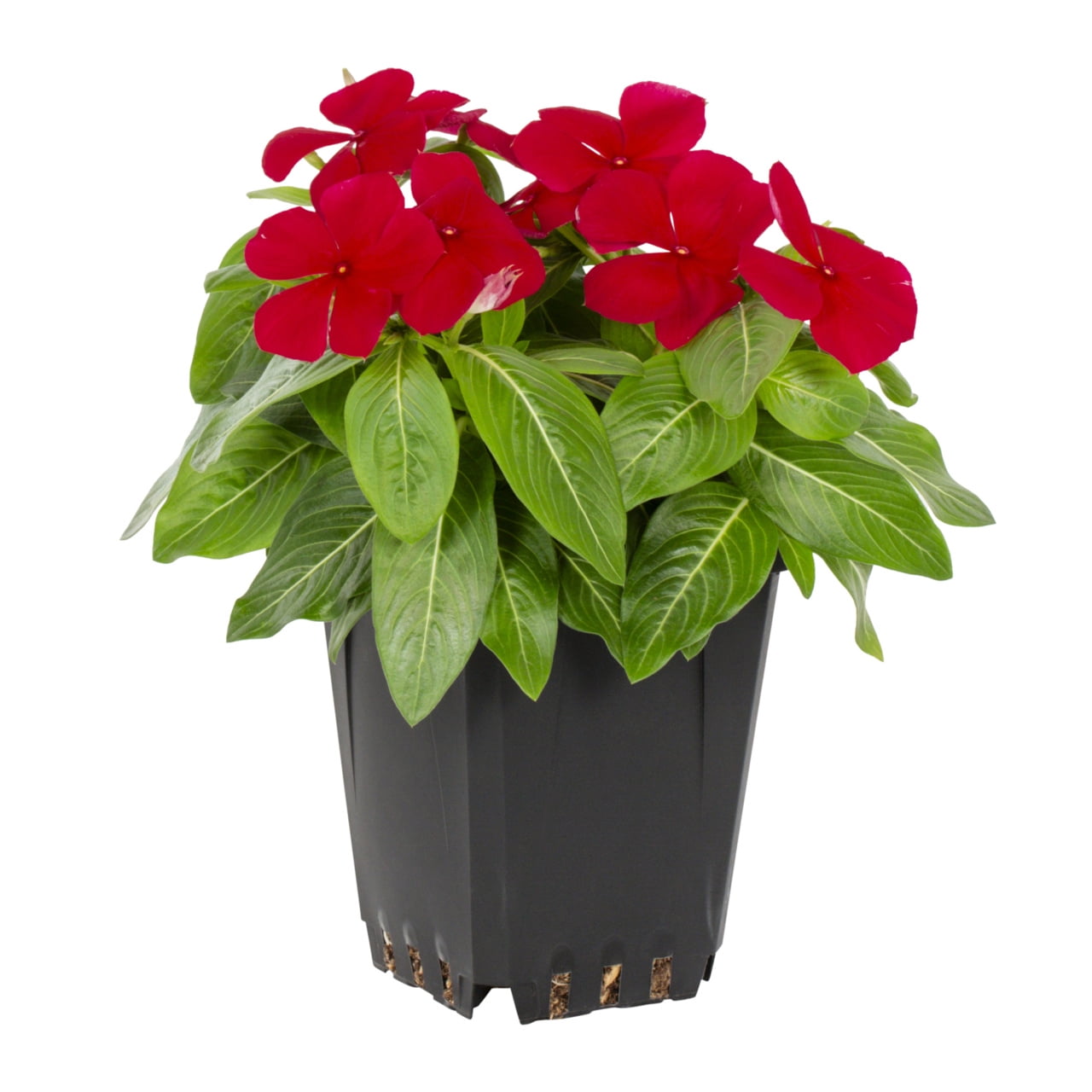 Expert Gardener 1PT Red Vinca Live Annual Plant Sun - Walmart.com