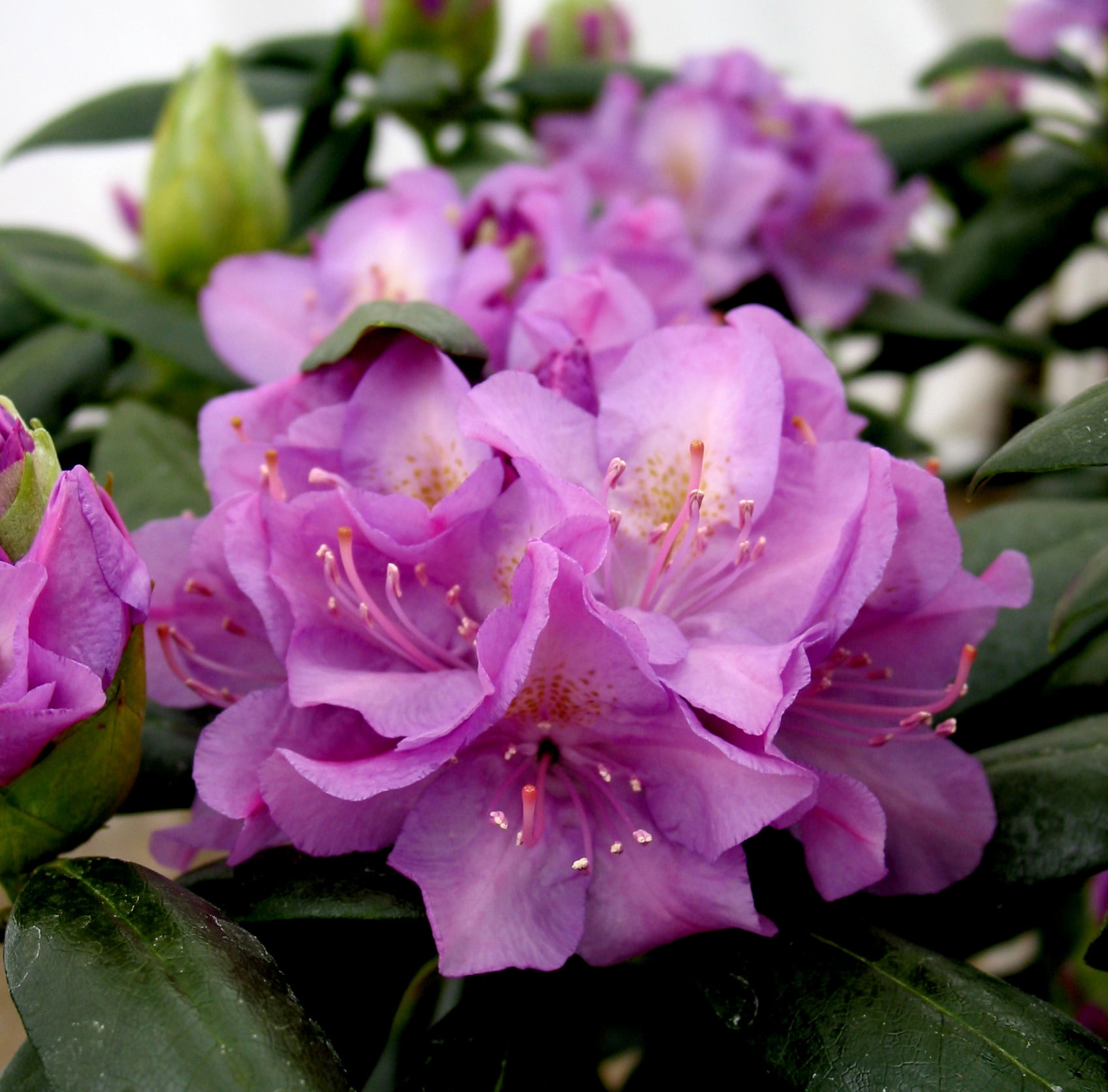 Expert Gardener (3 Gallon) Roseum Elegans Pink Rhododendron Shrub ...