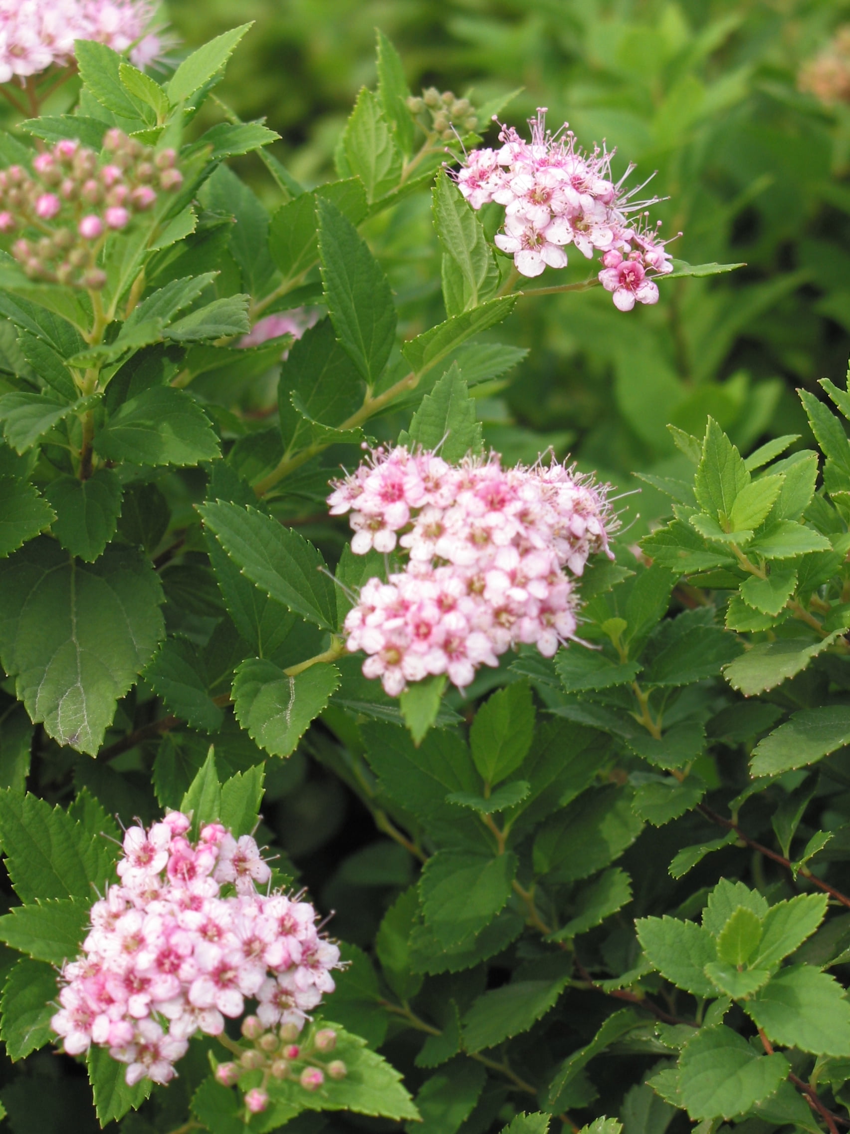 Expert Gardener Pink and Green Spiraea Live Plant - Walmart.com